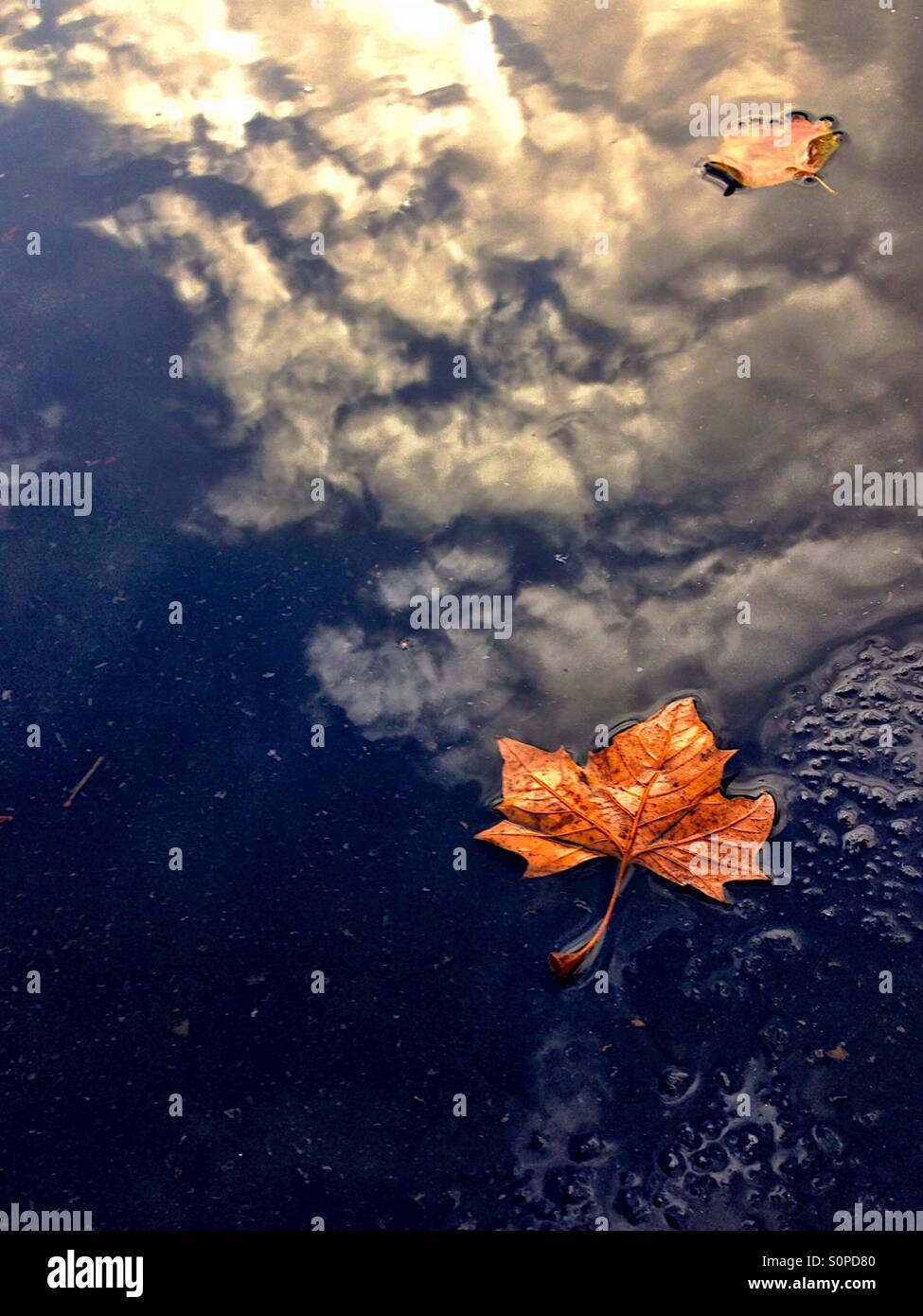 Fallen leaves, pool of water, cloud reflections Stock Photo - Alamy