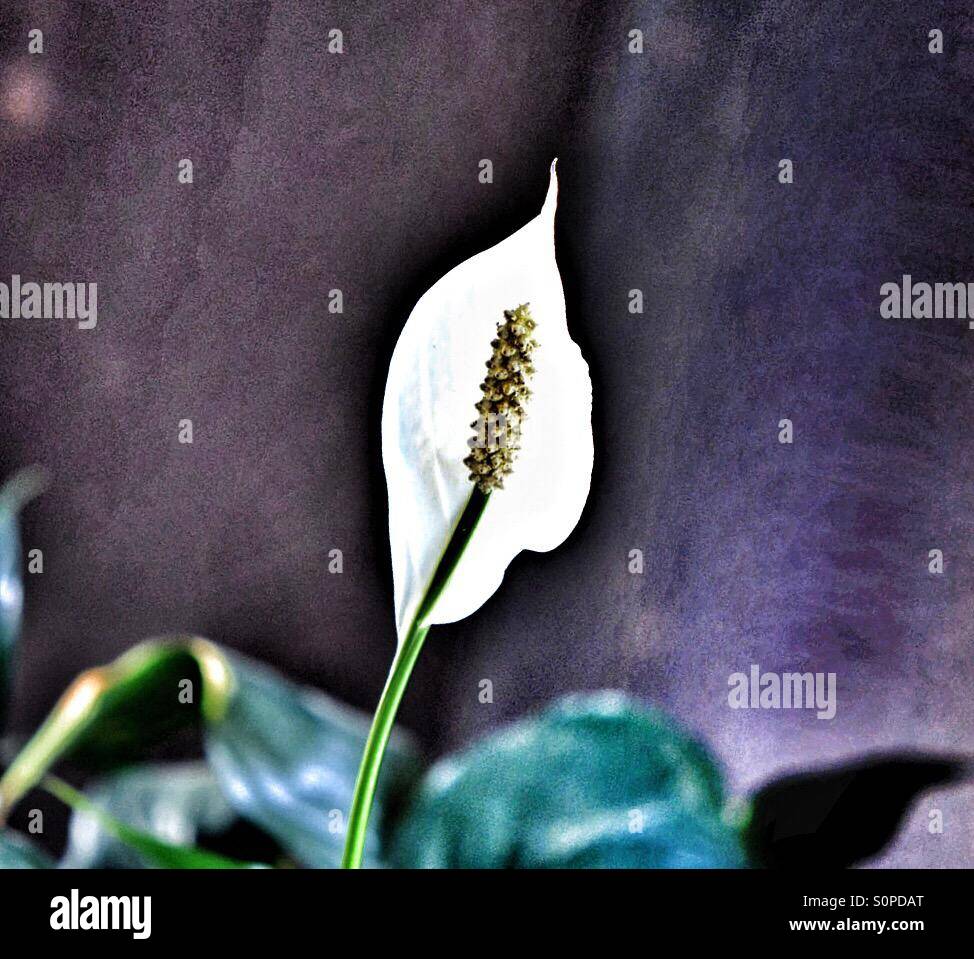 Plant lit by sun hi-res stock photography and images - Alamy