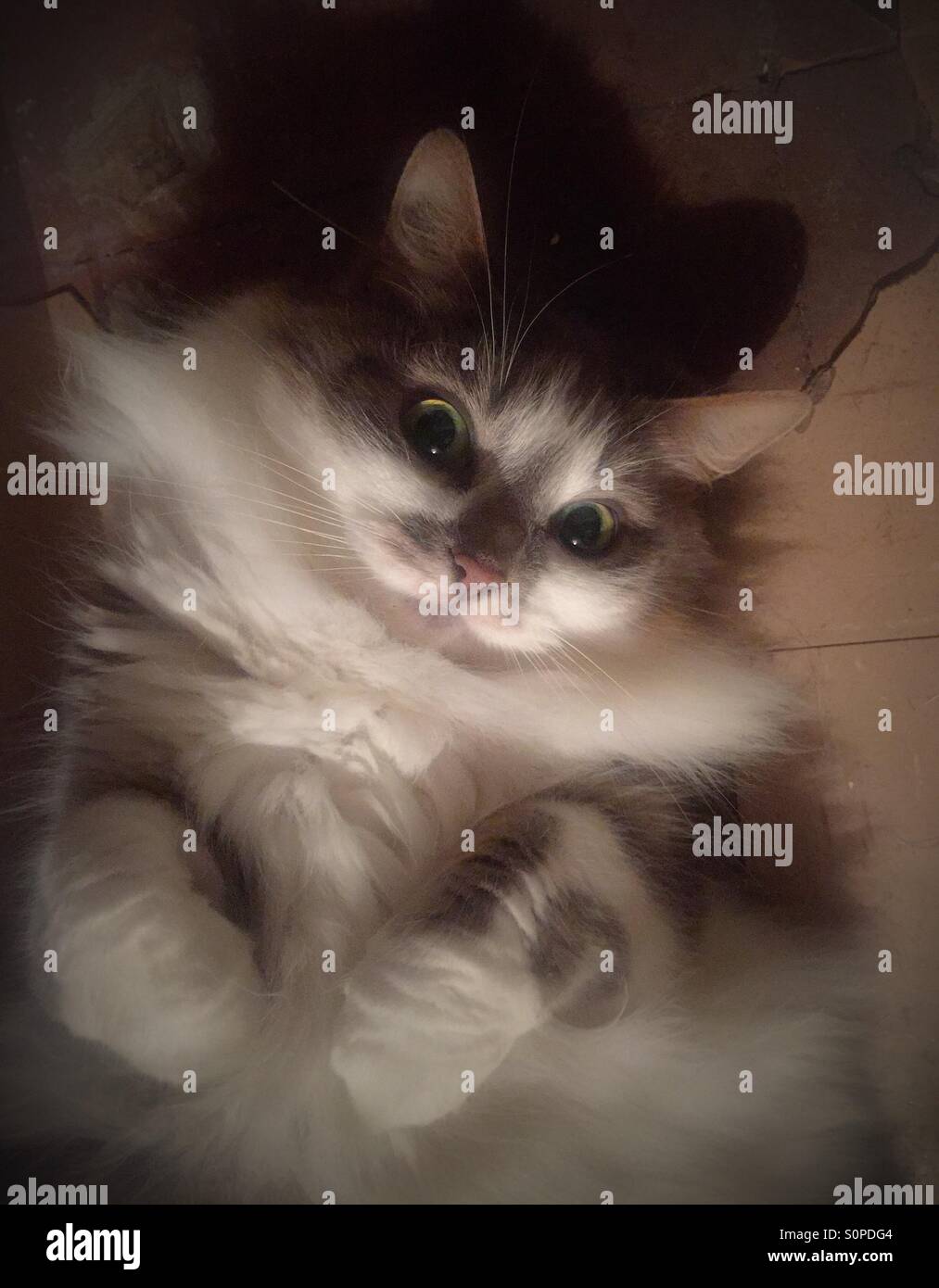 Playful shadow cat Stock Photo - Alamy