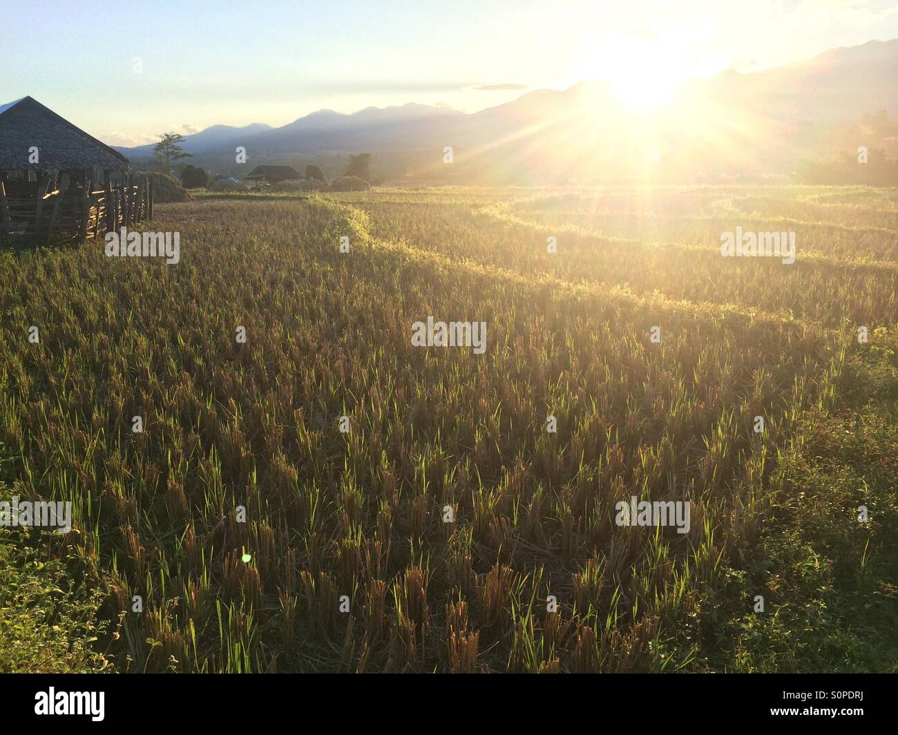 Sunset over the rice field Stock Photo - Alamy