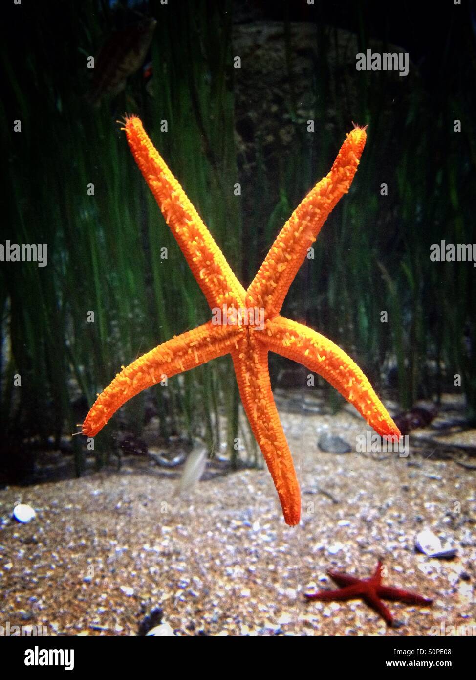 Starfish shaped hi-res stock photography and images - Alamy