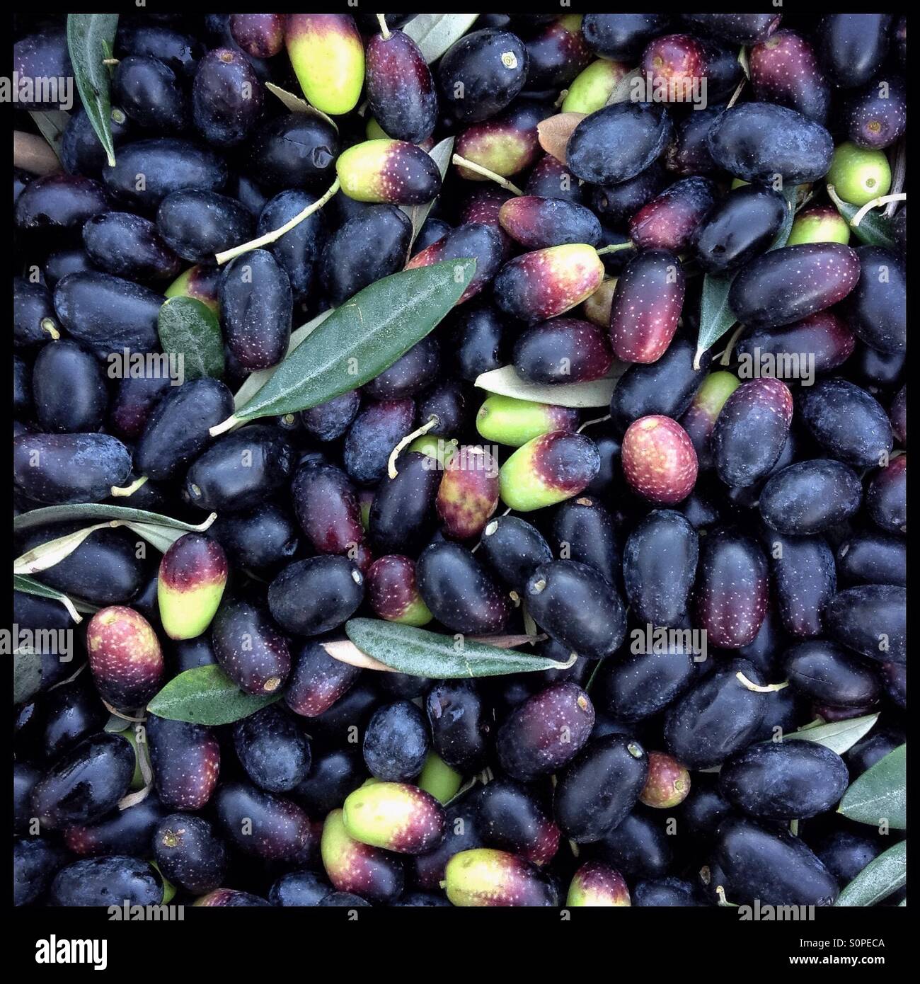 Pressing fresh olives making olive hi-res stock photography and images ...