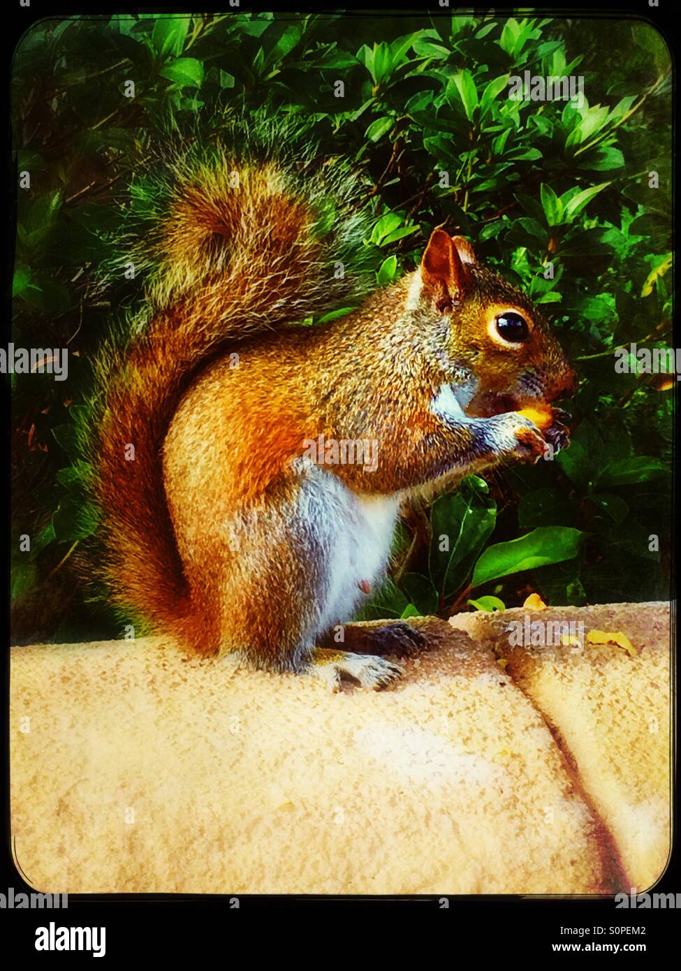 Squirrel eating a french fry Stock Photo - Alamy