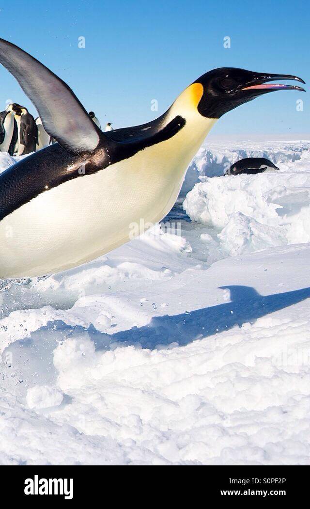 Penguin in winter Stock Photo - Alamy