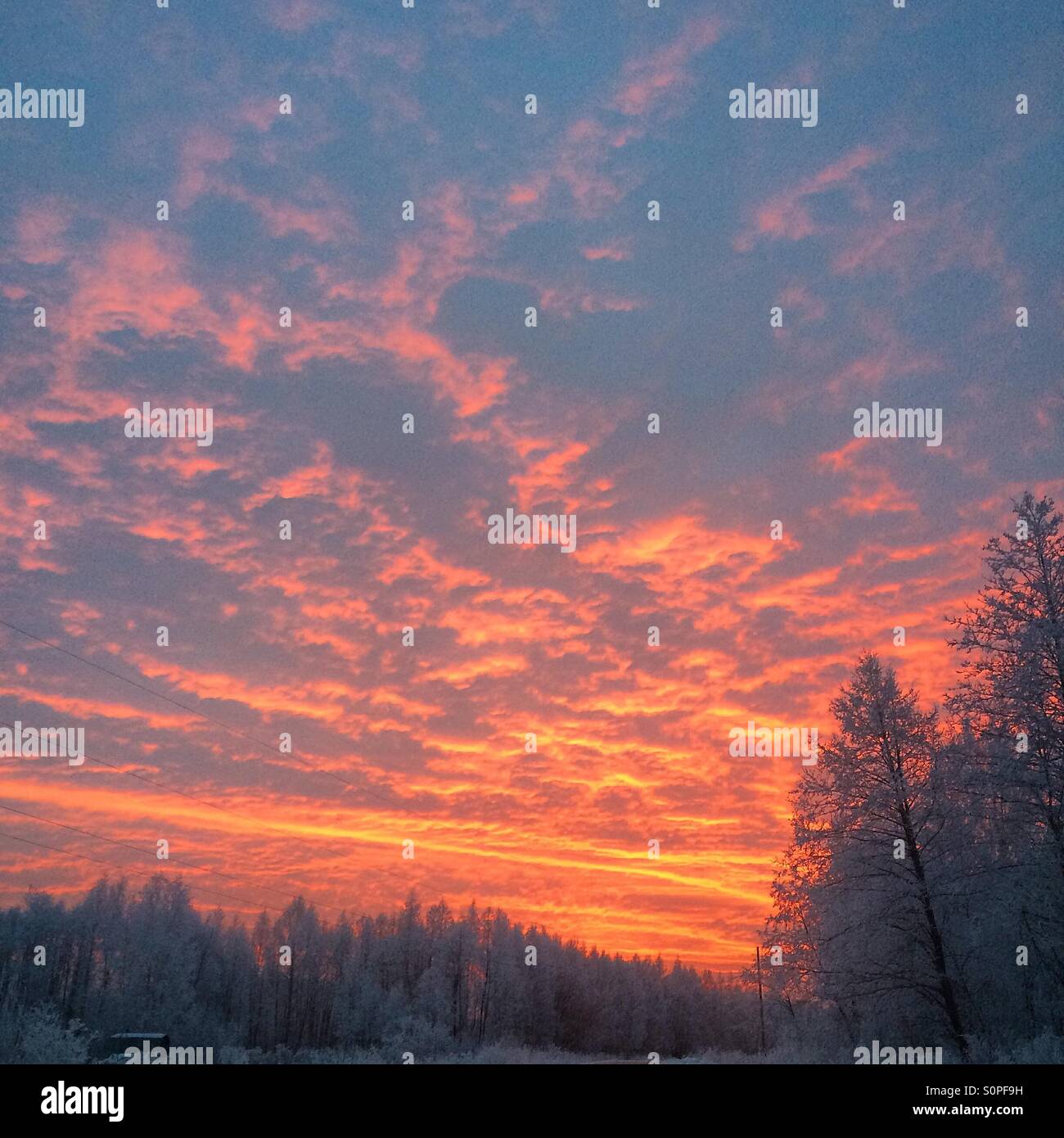Bloody nature hi-res stock photography and images - Alamy