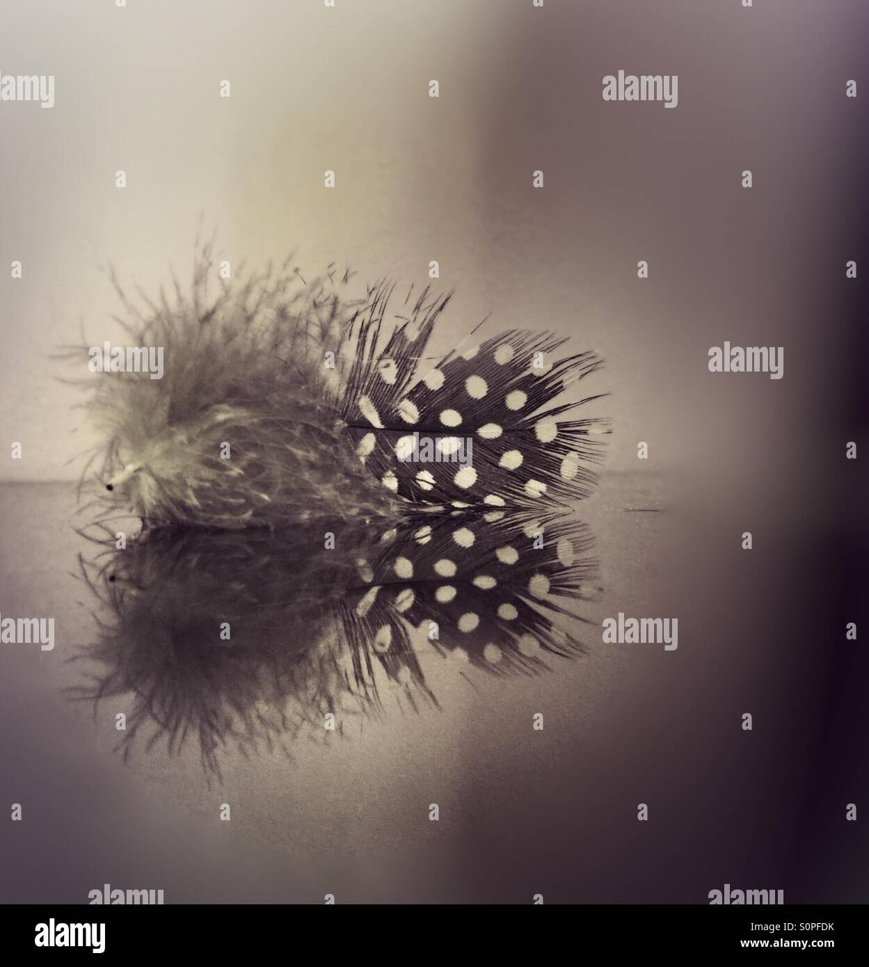 Dots bird hi-res stock photography and images - Alamy