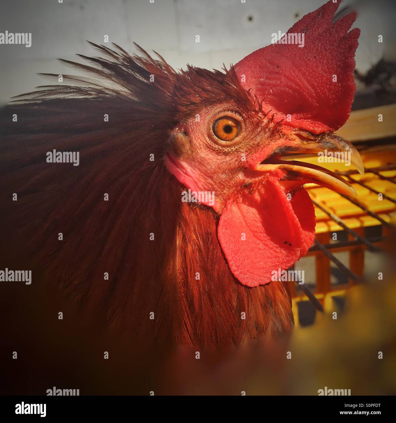 Chicken head hi-res stock photography and images - Alamy