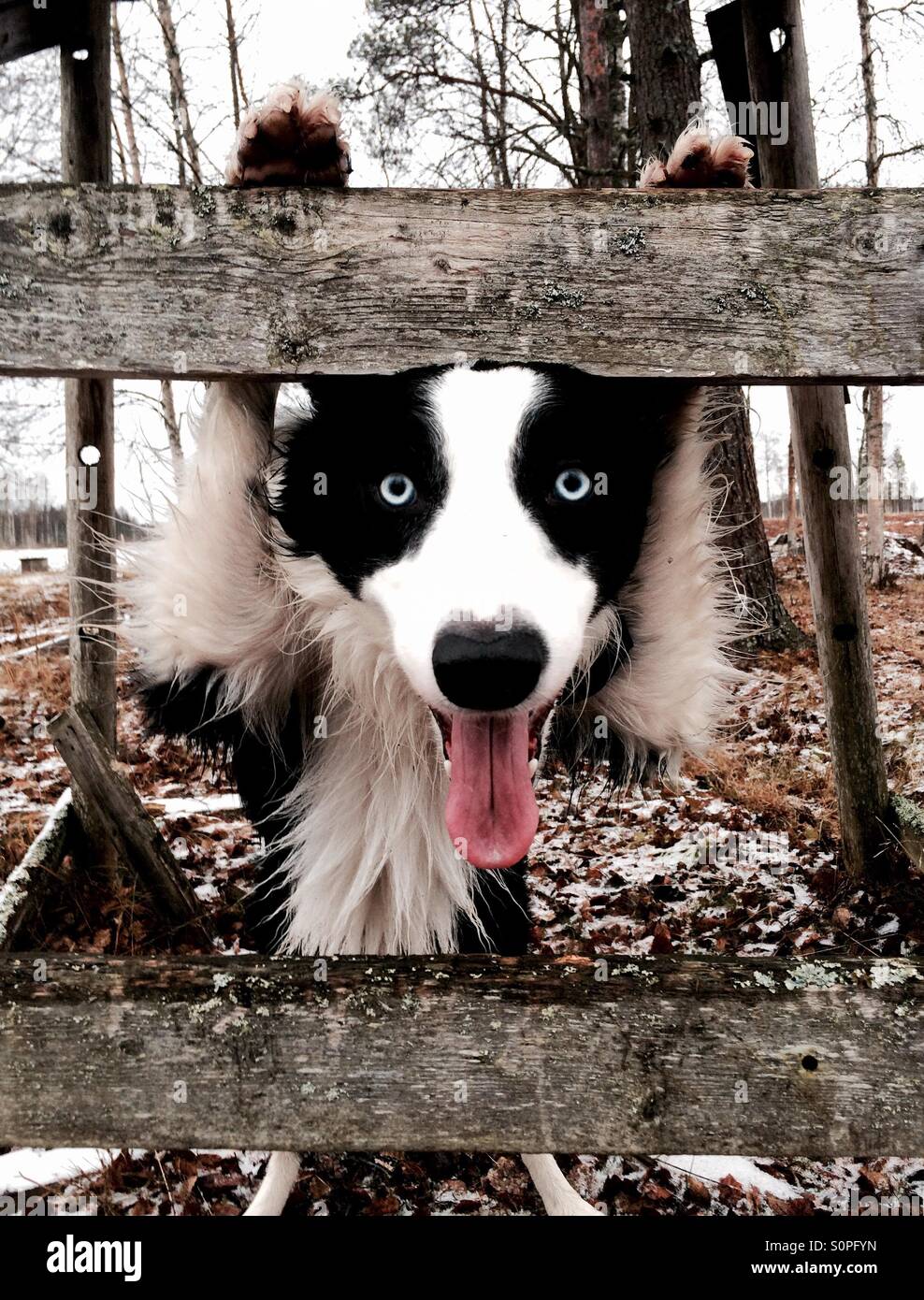 What Is The Best Dog Ever