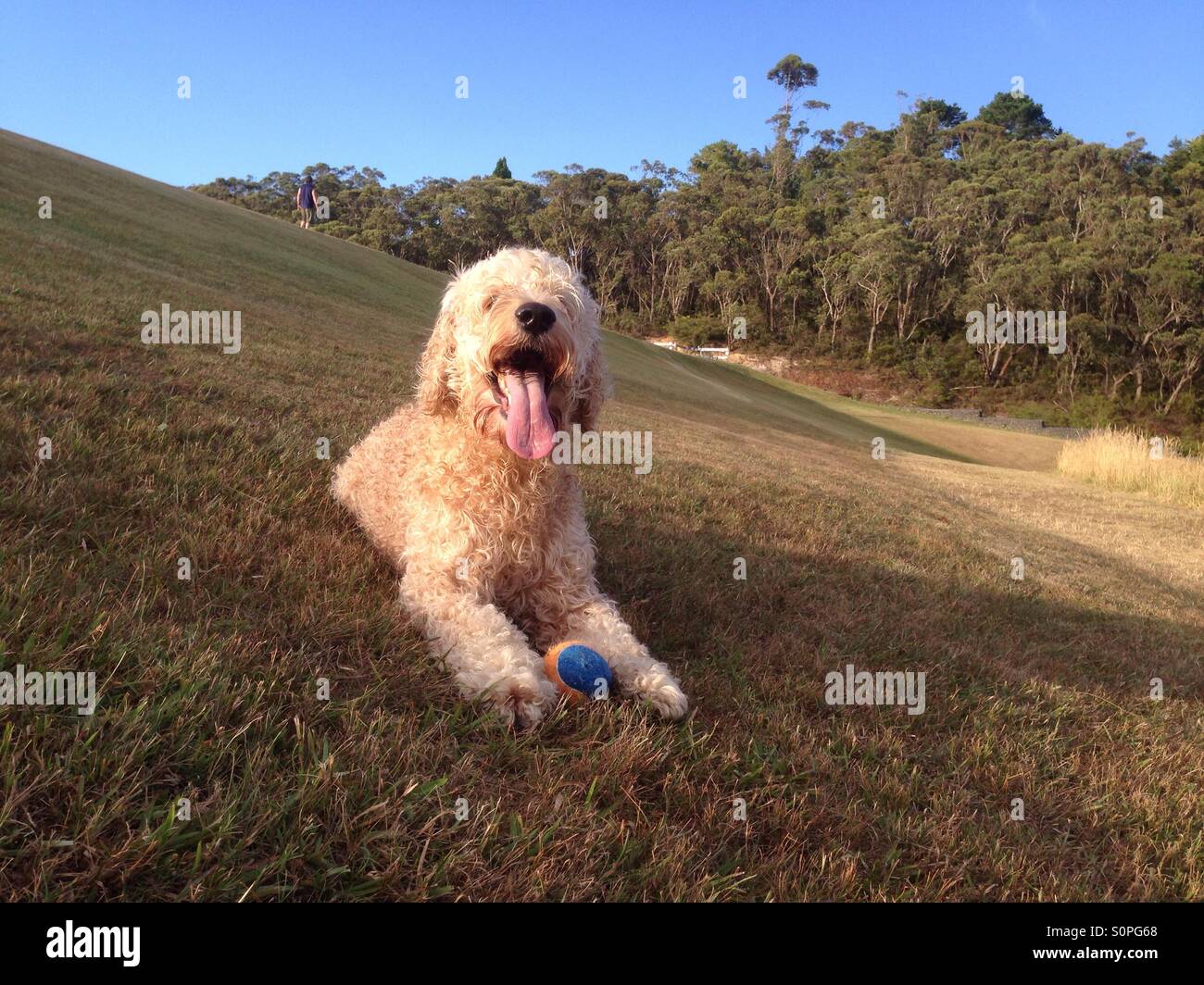 Panting dog hi-res stock photography and images - Alamy