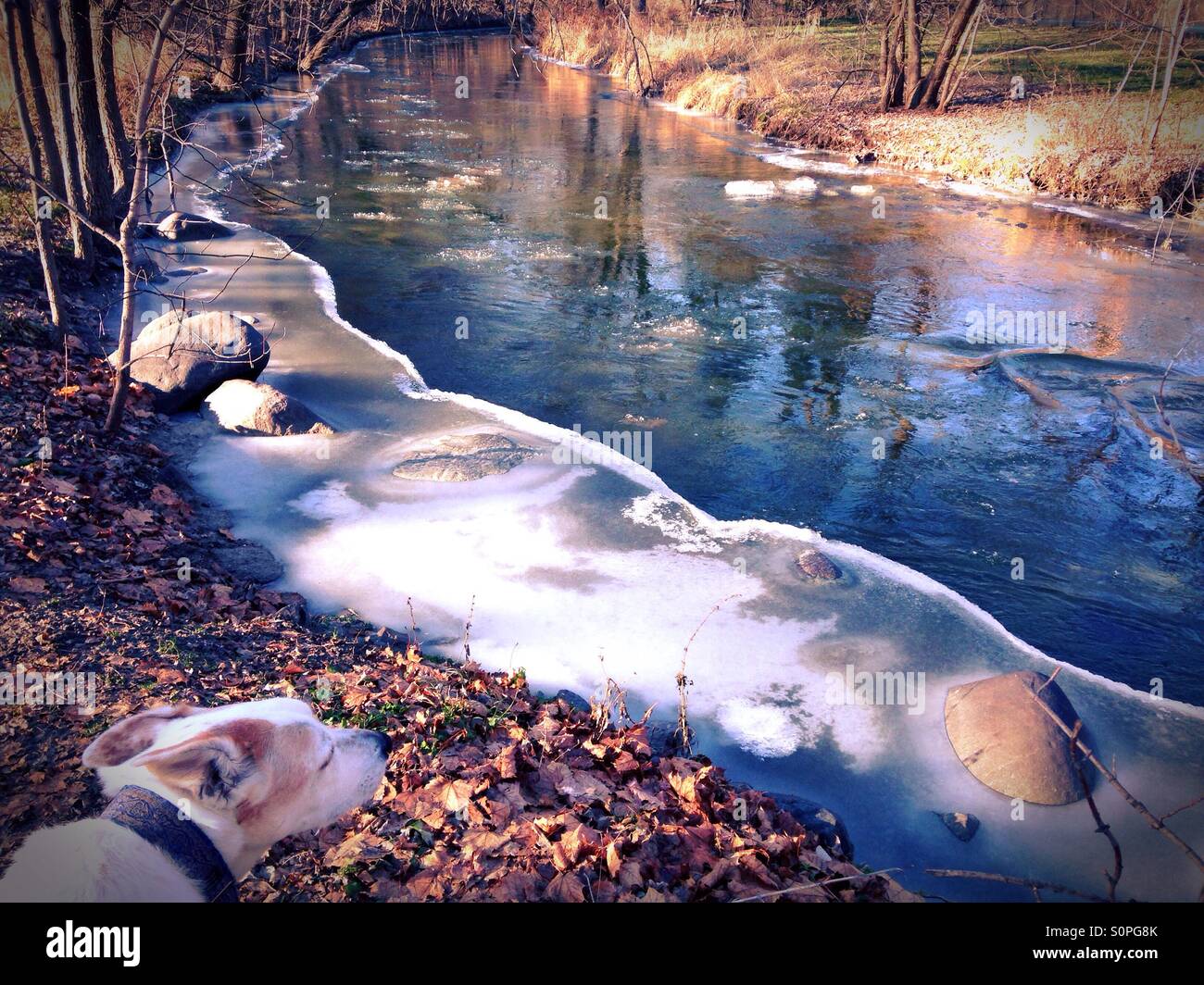 Icy dog hi-res stock photography and images - Alamy