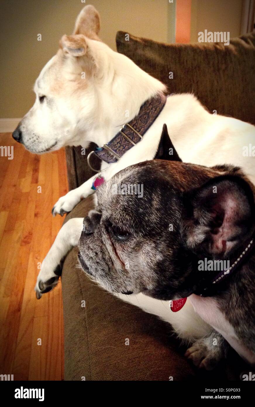 Why Does My Dog Look So Bored