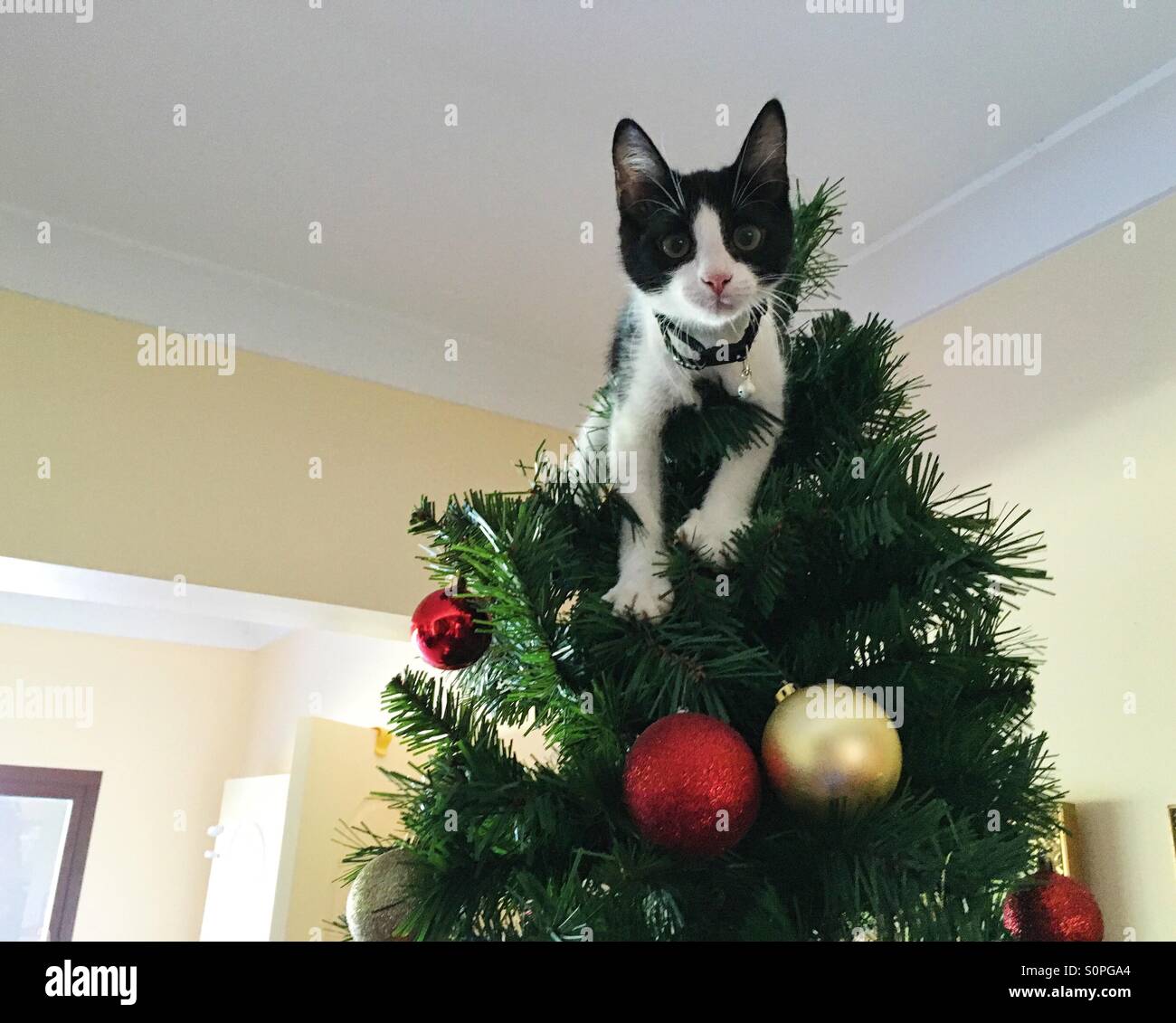 Christmas feline hi-res stock photography and images - Alamy
