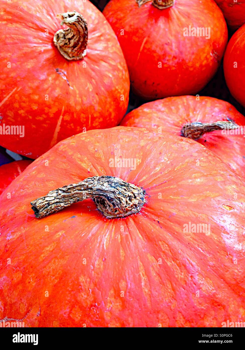 Orange, winter squash Stock Photo - Alamy