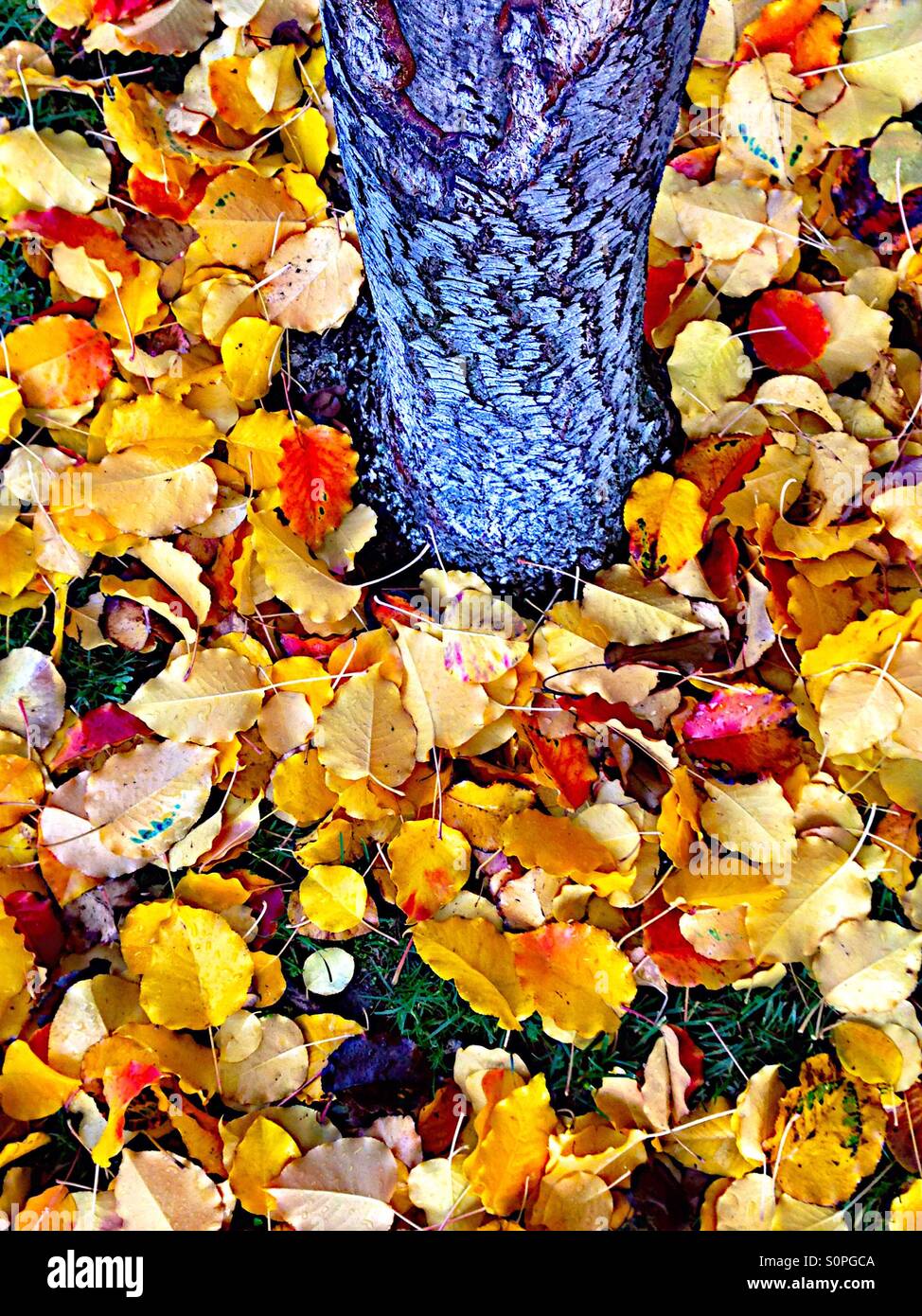 Around tree trunk hi-res stock photography and images - Alamy