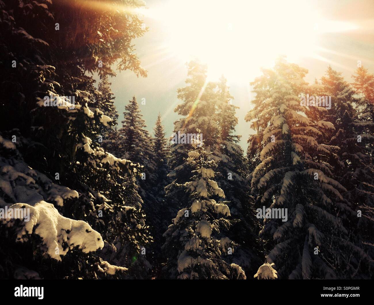 Snow sun trees hi-res stock photography and images - Alamy