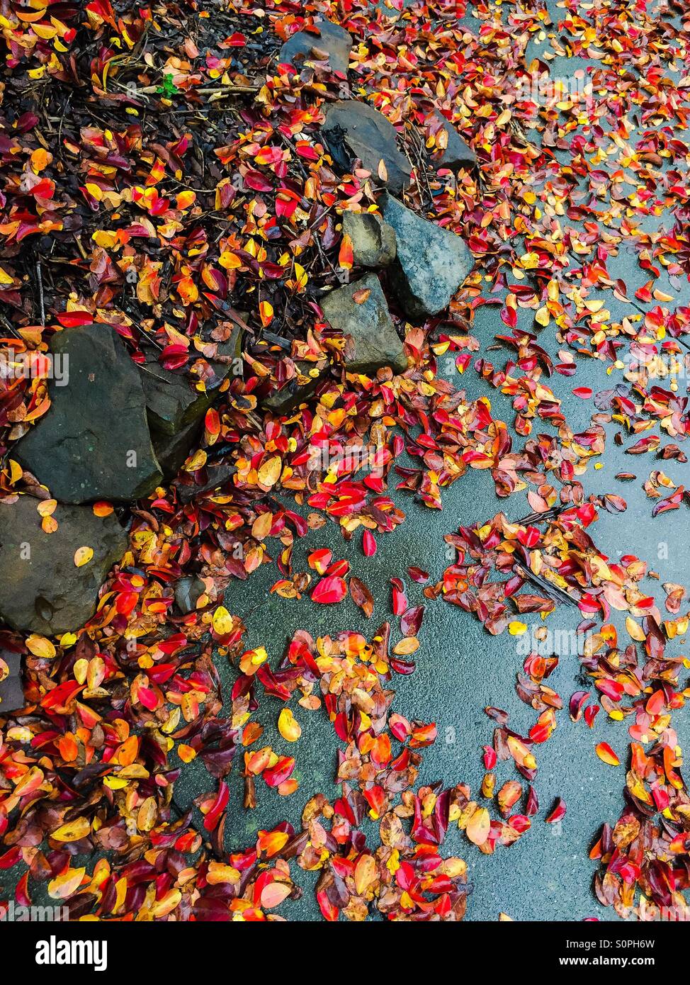 Fall leaves in a driveway Stock Photo - Alamy