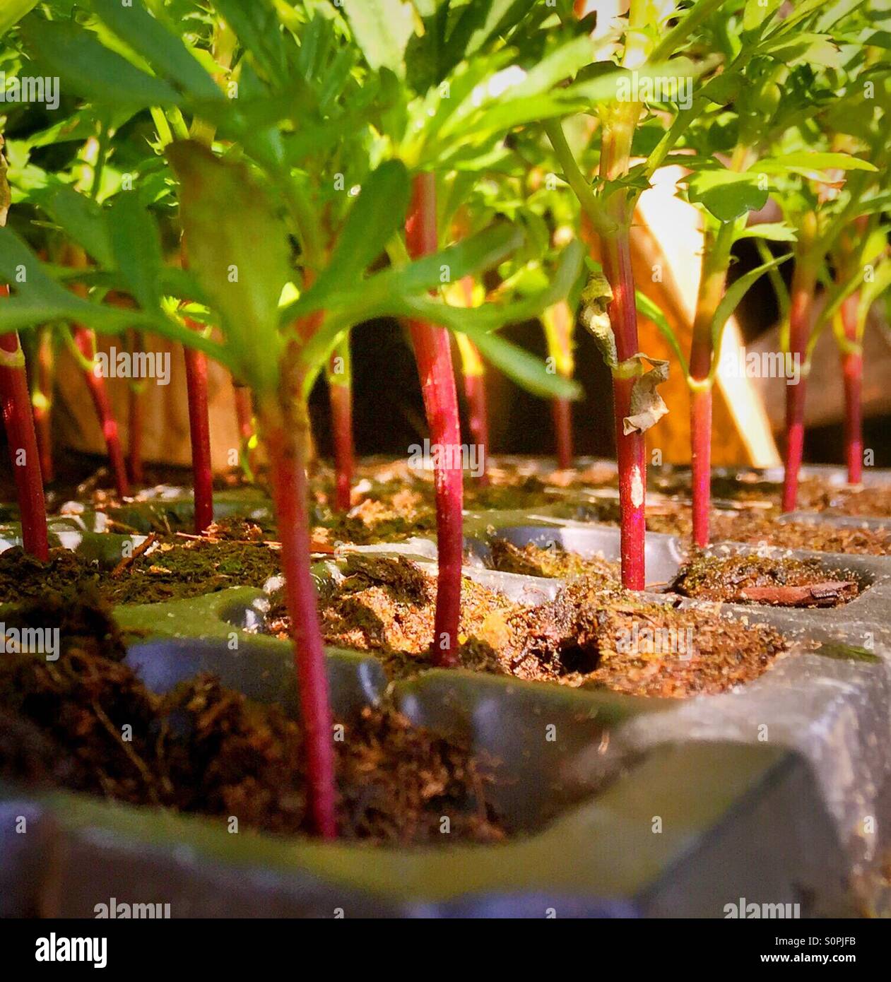 Plants nursery hi-res stock photography and images - Alamy