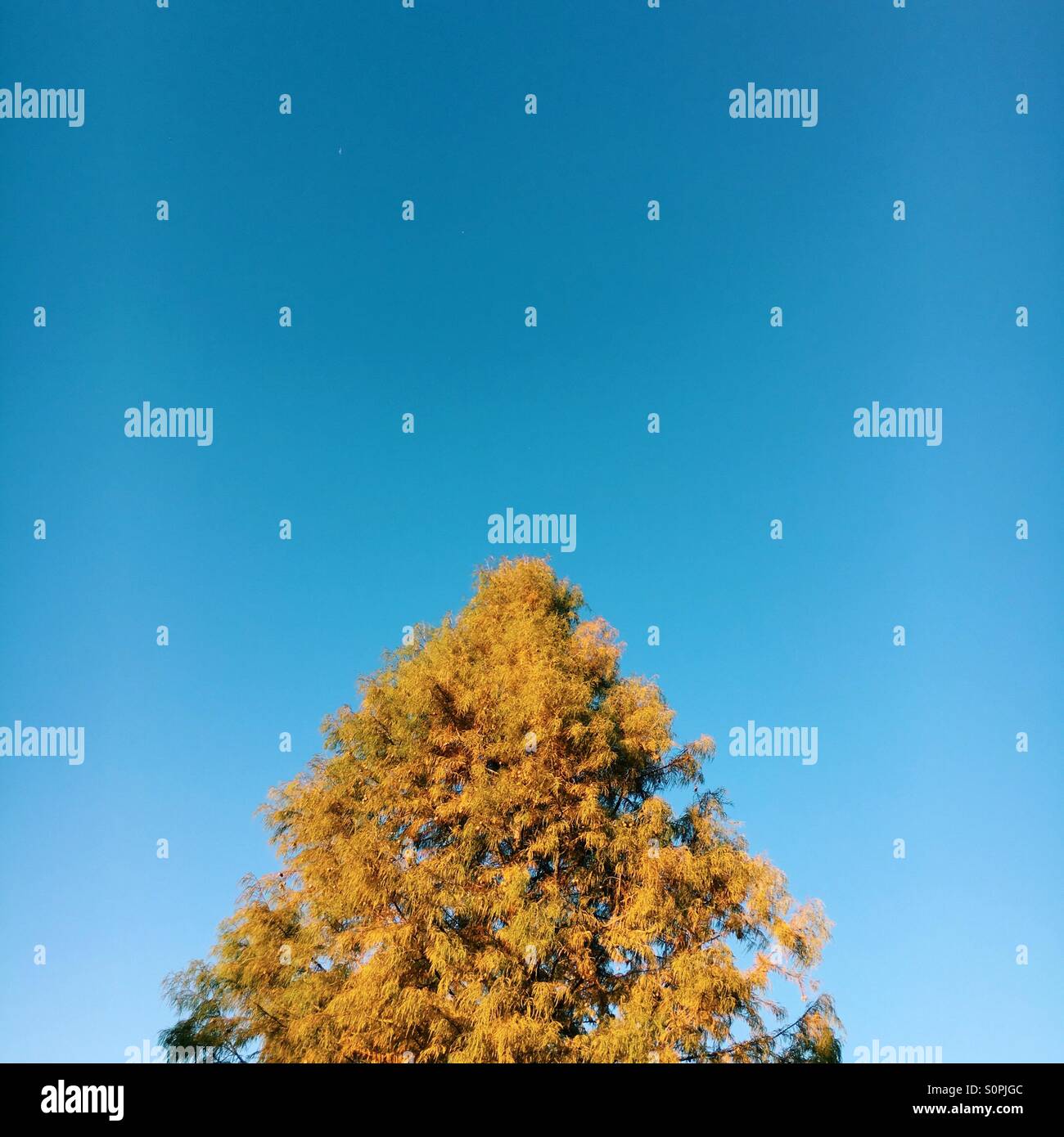 Yellow leaves tree hi-res stock photography and images - Alamy