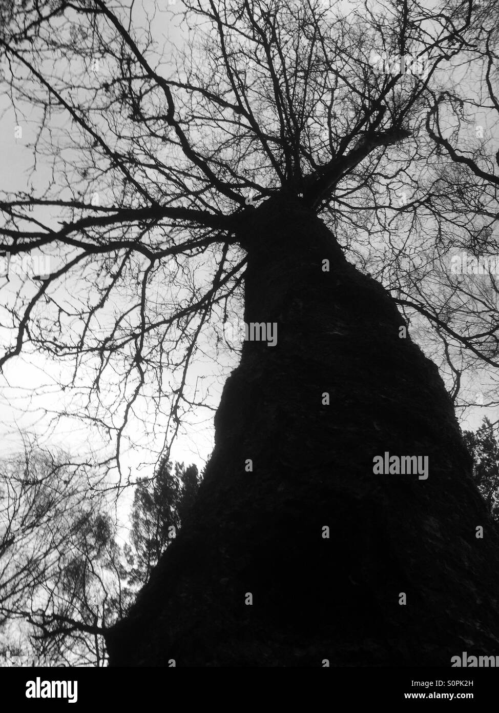 Scary Tree Branches High Resolution Stock Photography and Images - Alamy