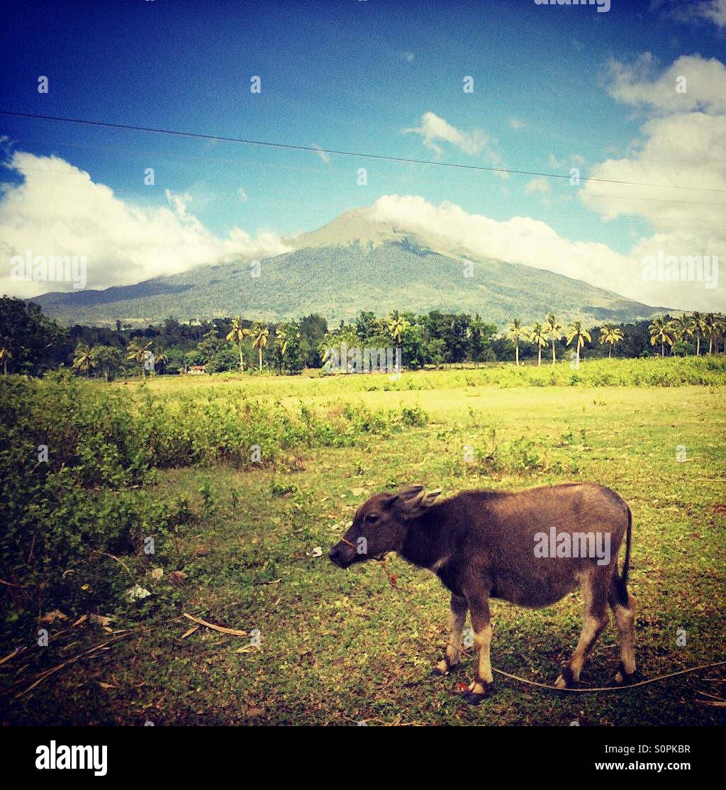 The majestic Canlaon volcano Stock Photo - Alamy