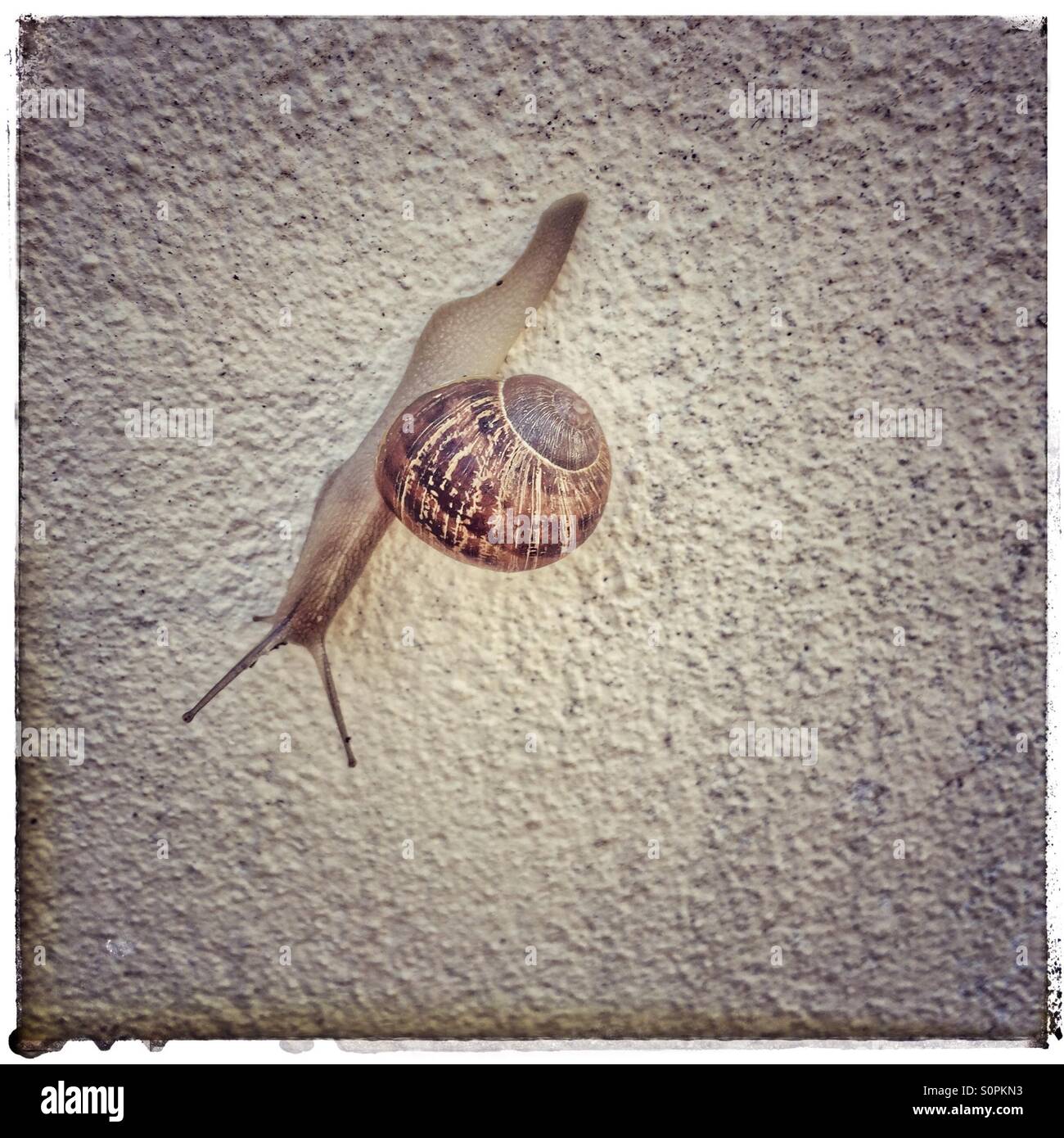 Snail on wall Stock Photo - Alamy