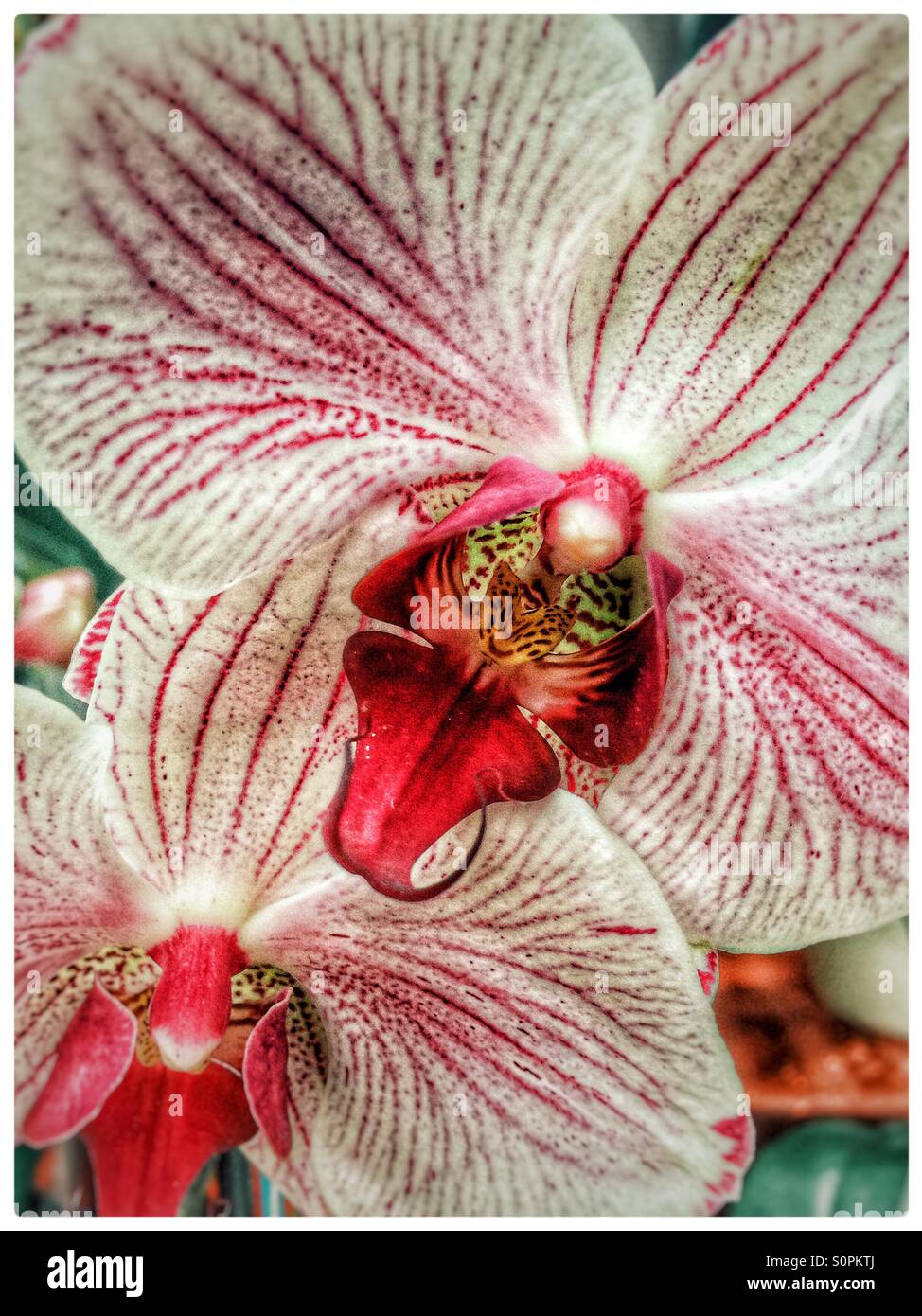 Red and white striped flowers hi-res stock photography and images - Alamy