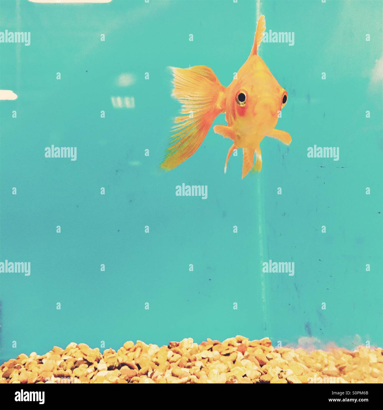 One goldfish hi-res stock photography and images - Alamy