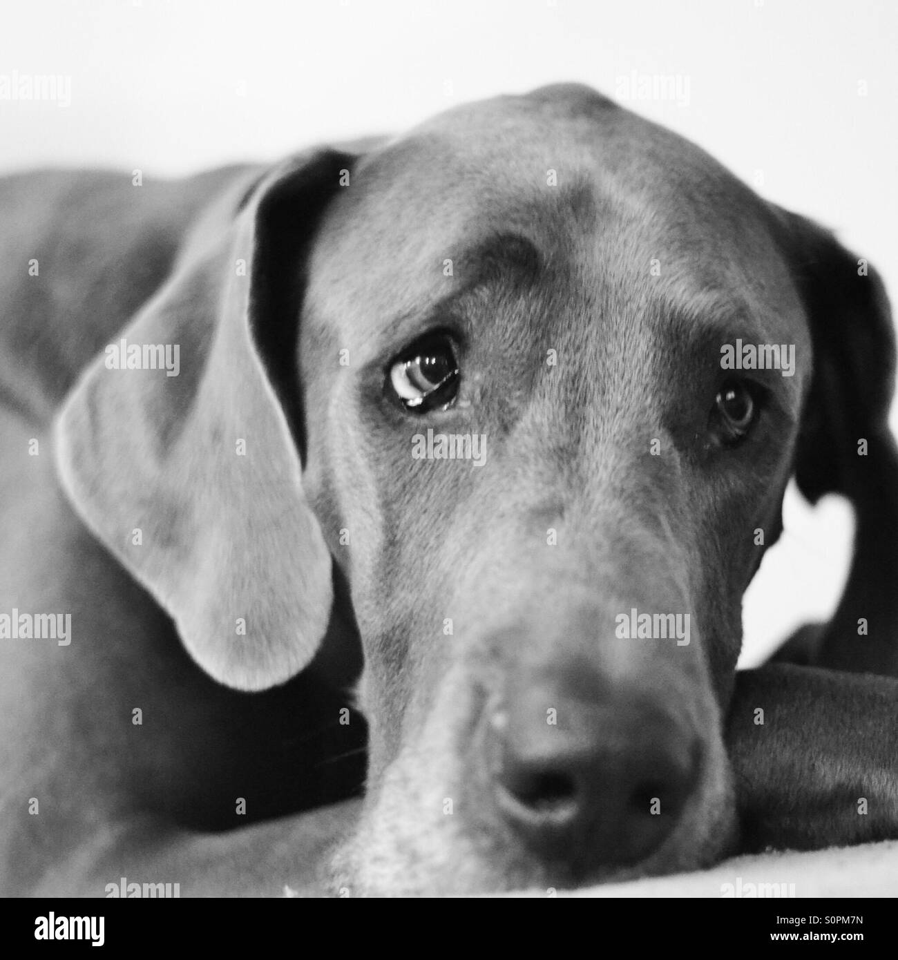 Black And White Photography Great Danes