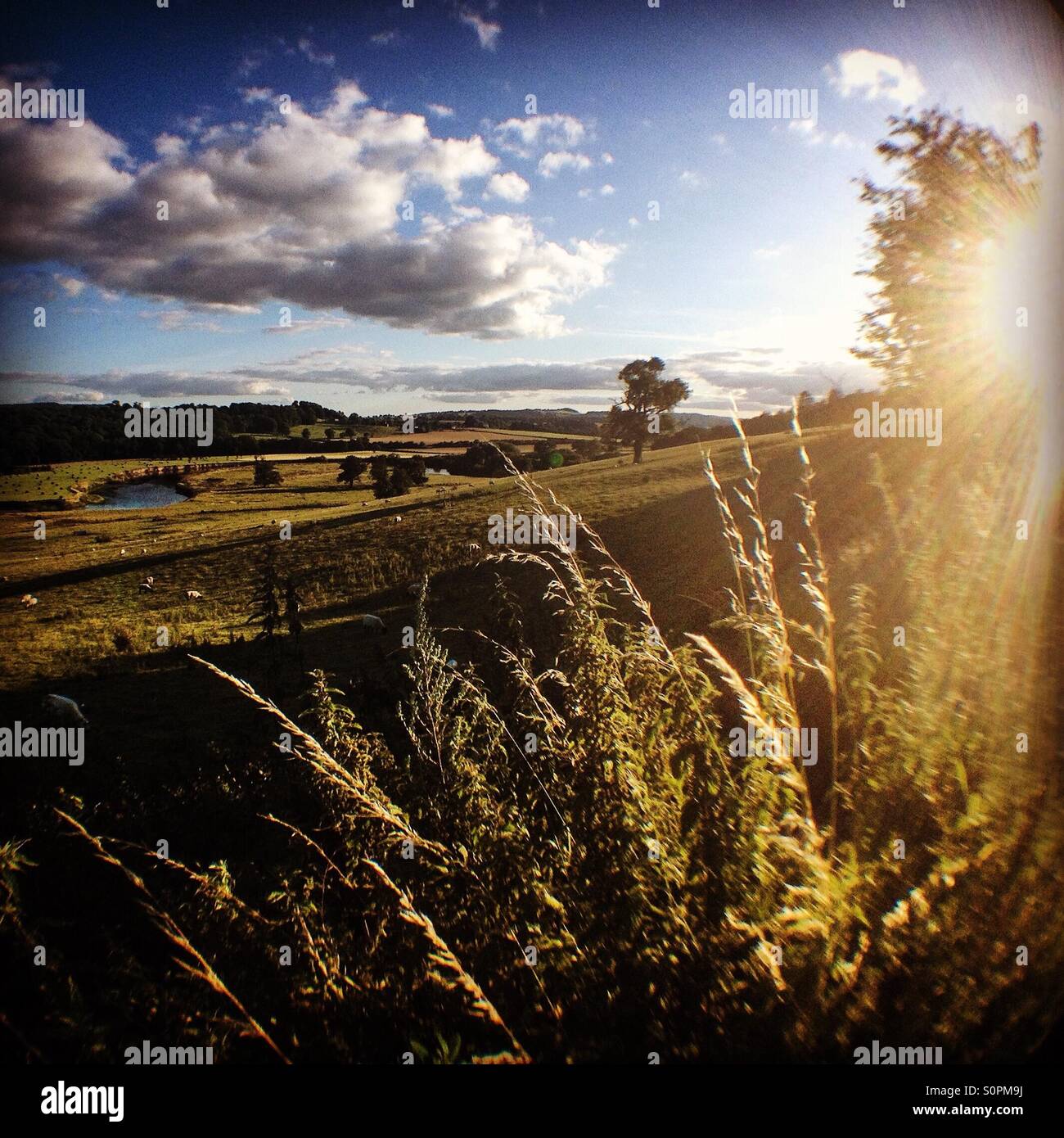 Sunset Light Flooding Autumnal Graze Land Stock Photo - Alamy