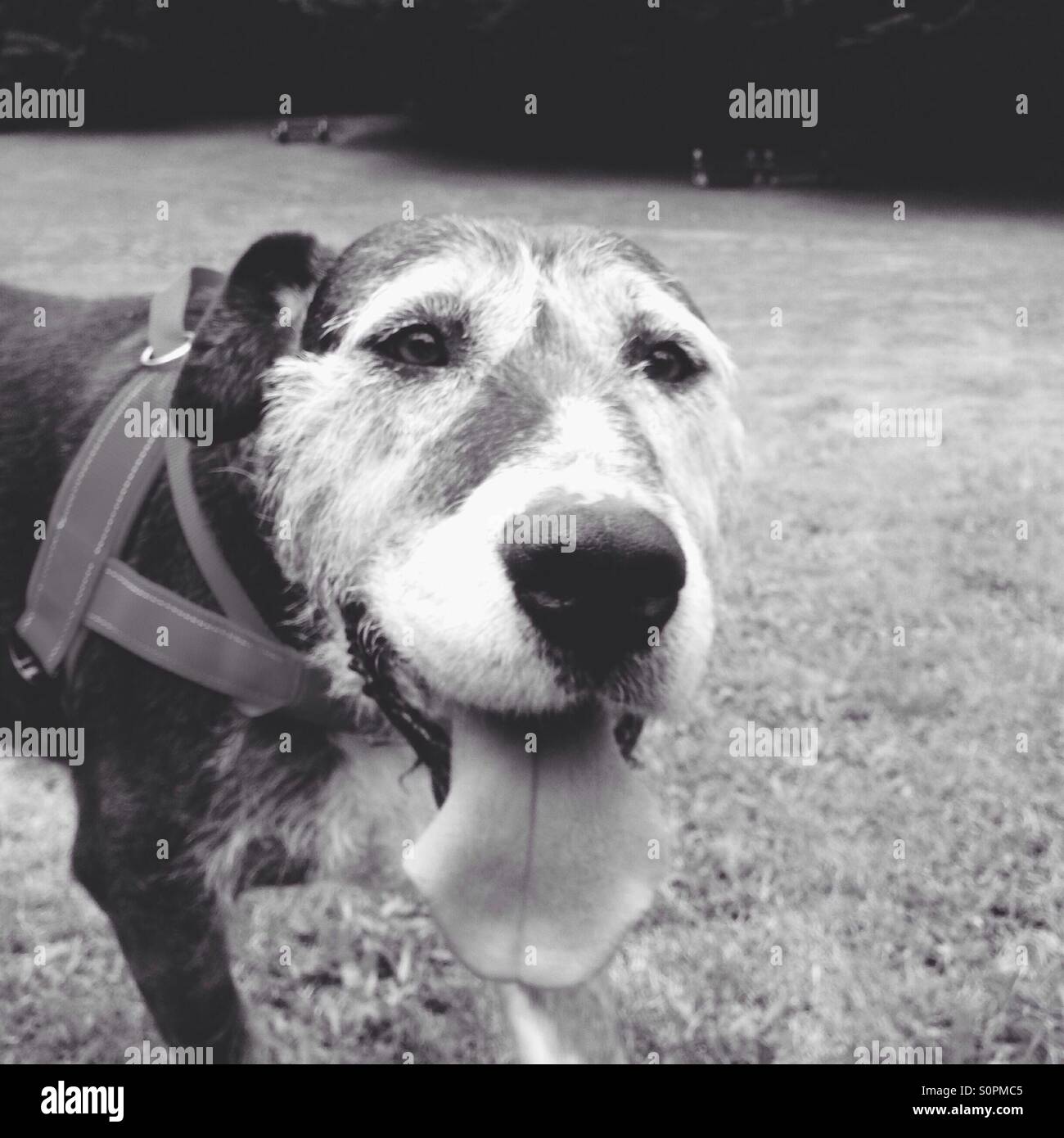 Smiling dog in the park Stock Photo - Alamy
