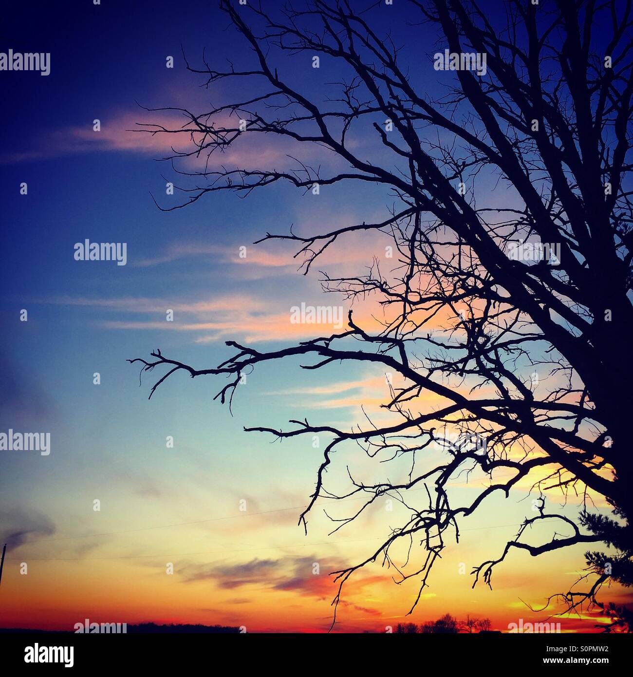Tree against the backdrop of a striking sunset Stock Photo - Alamy