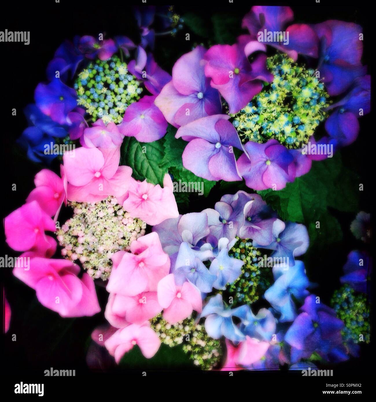 Pink purple and blue hydrangeas in flower Stock Photo - Alamy