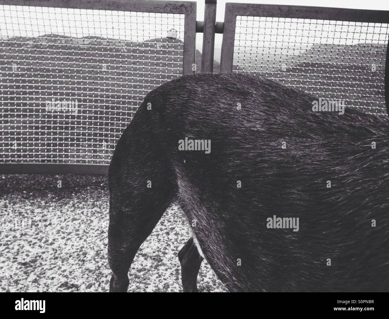 Dog and the scenery hi-res stock photography and images - Alamy