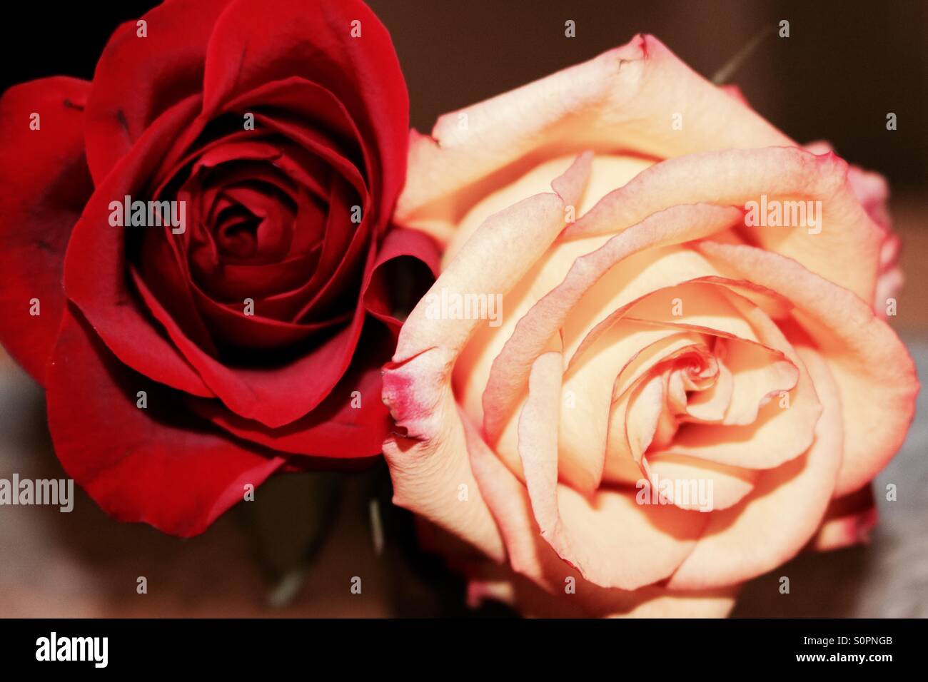 Two beautiful roses Stock Photo - Alamy