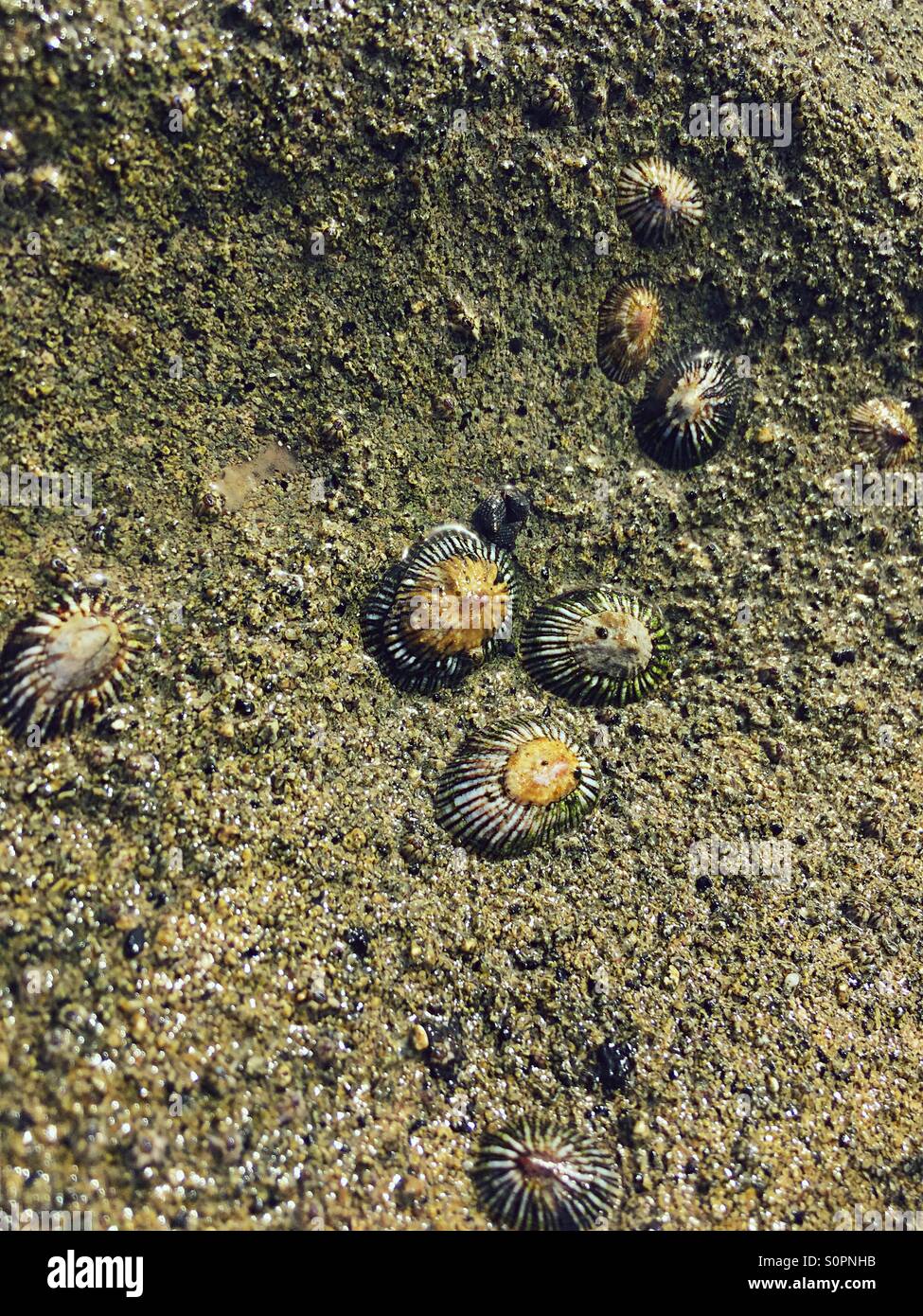 Limpets on a rock Stock Photo - Alamy