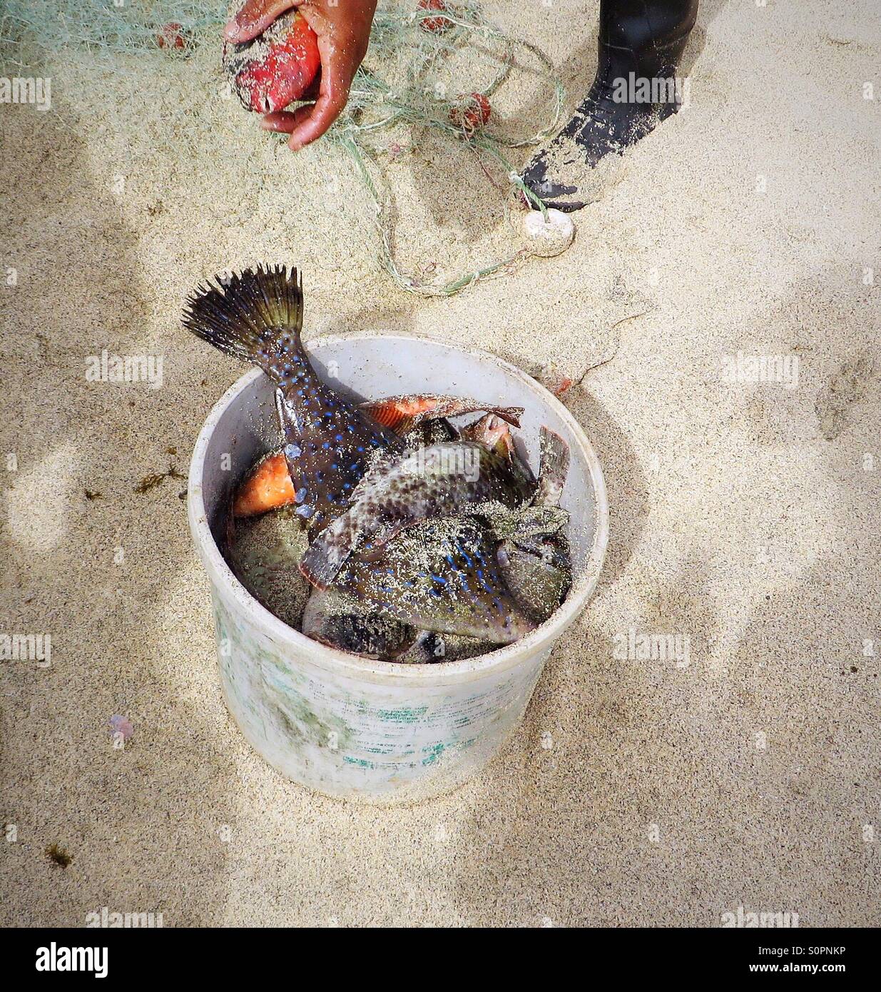 Fisherman's catch including a fish with blue spots Cape Verde Stock ...
