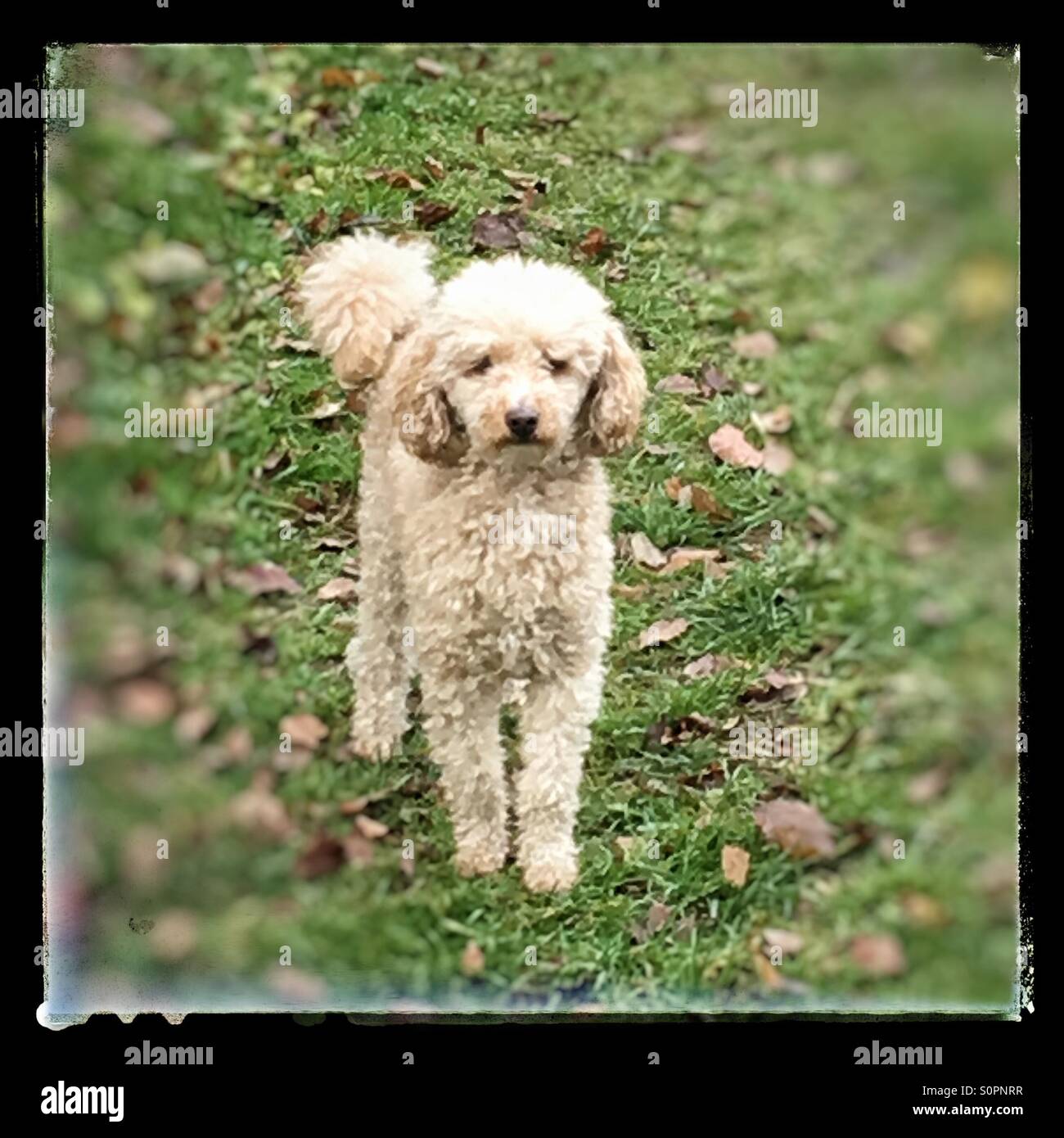 Are Poodles Guard Dogs