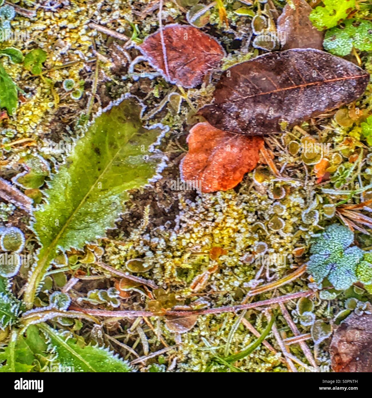Frozen field hi-res stock photography and images - Alamy