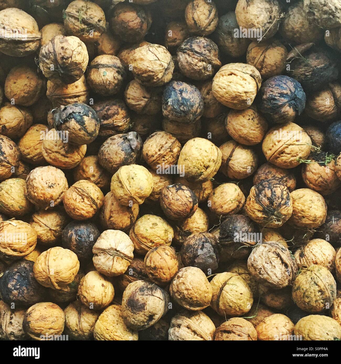 Walnuts bunch hi-res stock photography and images - Alamy