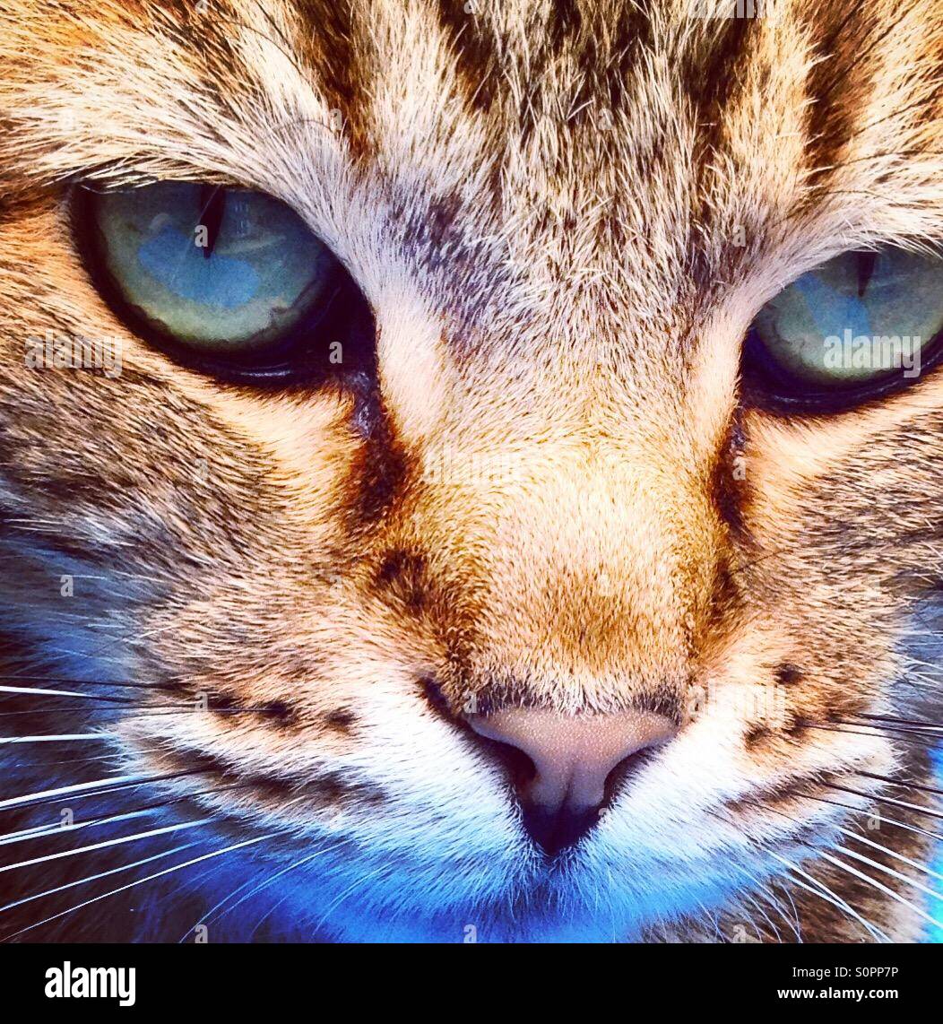 Ginger cat portrait hi-res stock photography and images - Alamy