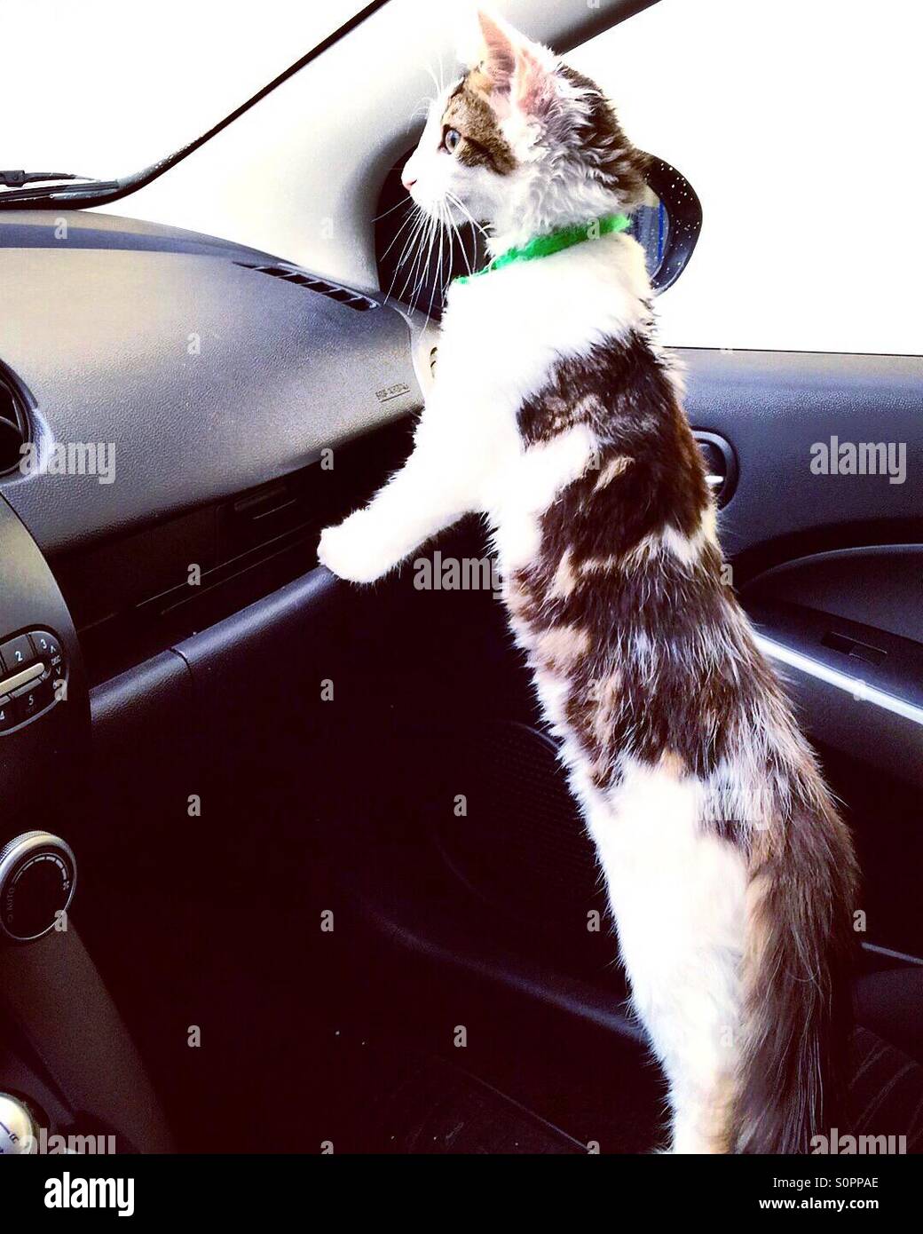 Cats Driving Race Cars