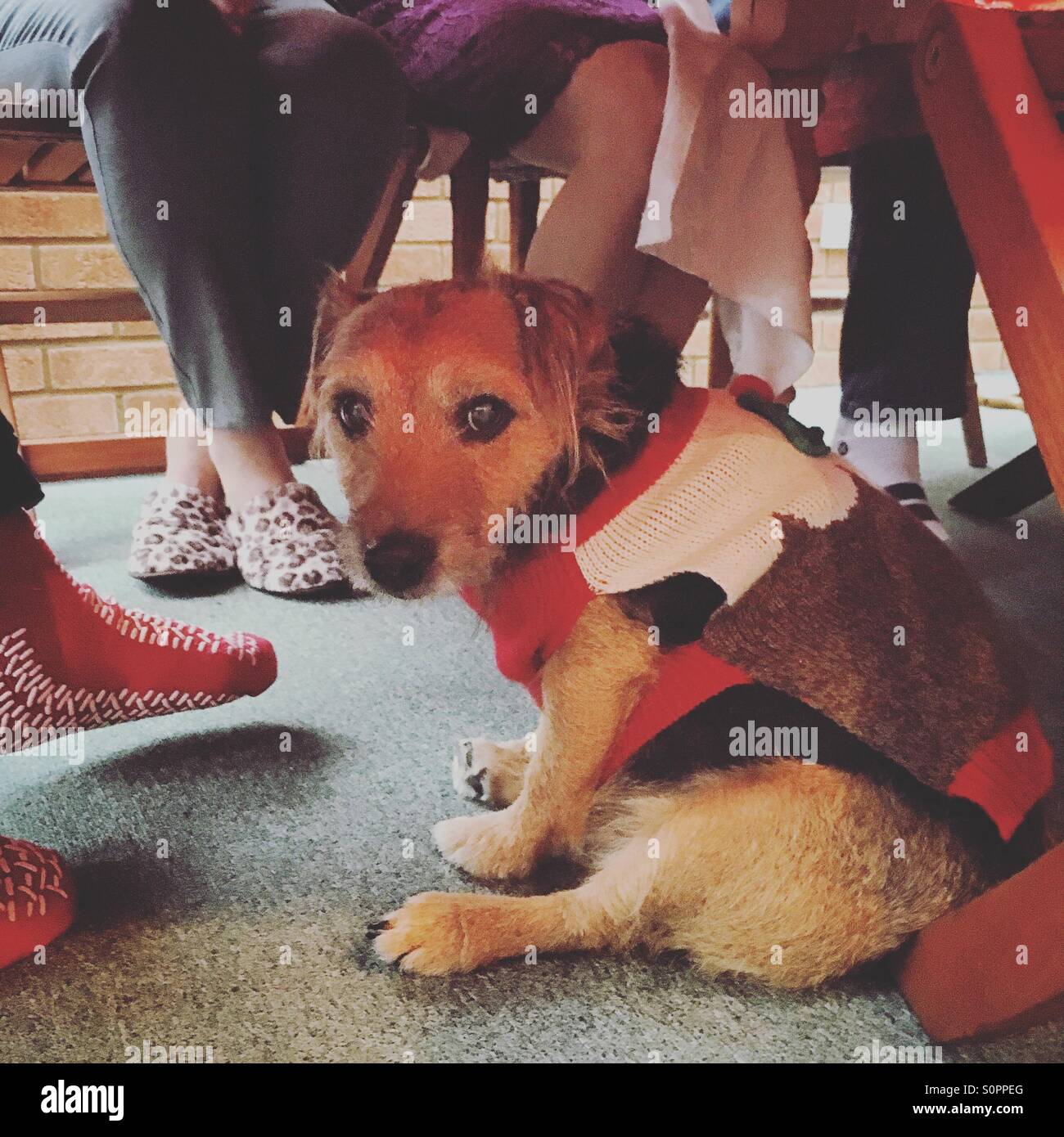 Dog hiding under table hi-res stock photography and images - Alamy