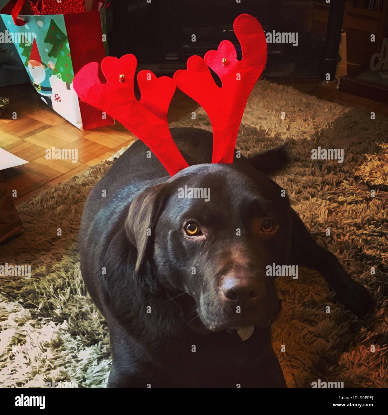 Chocolate Labrador with red reindeer antlers Stock Photo - Alamy