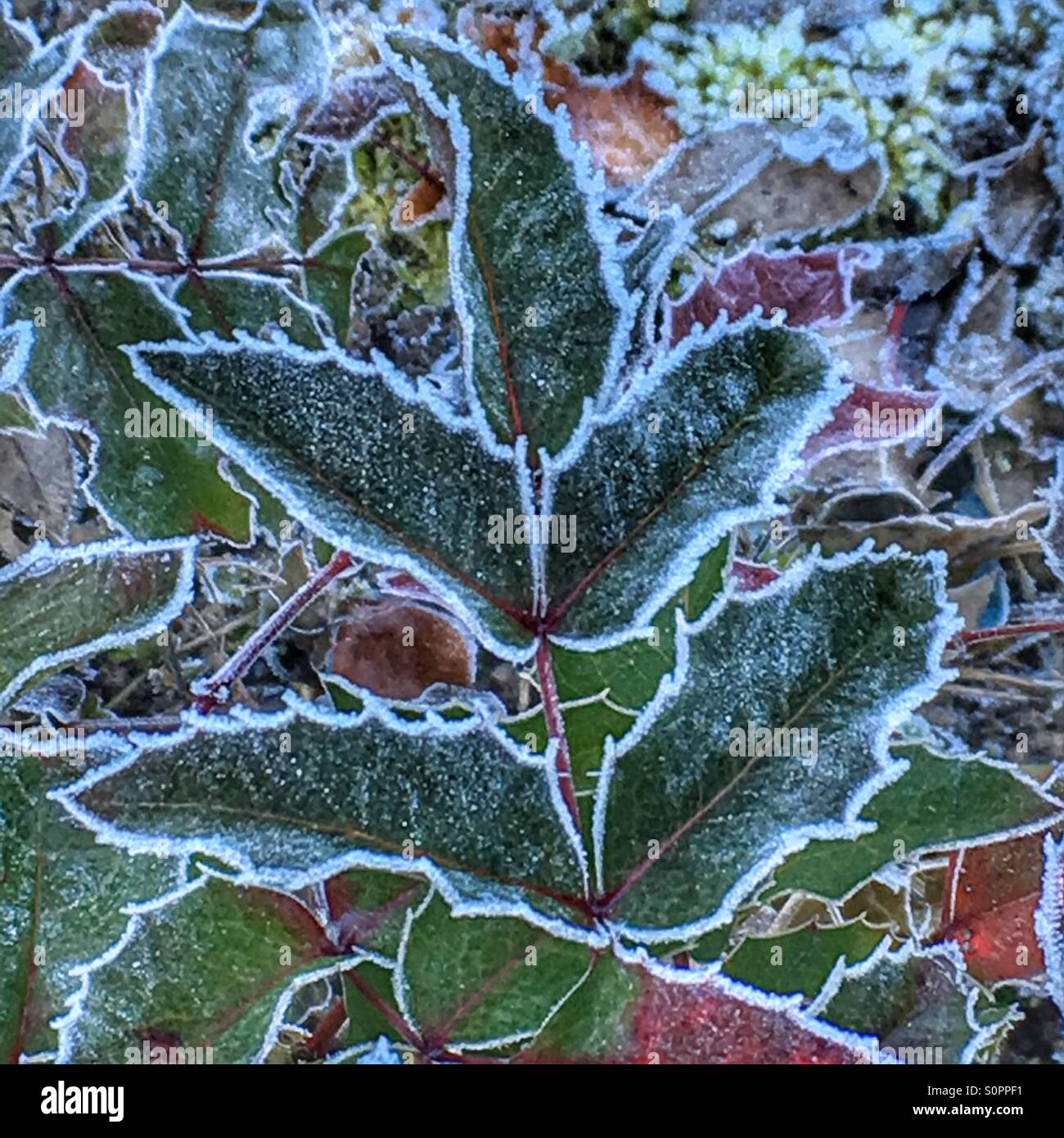 Frozen green leafs hi-res stock photography and images - Alamy