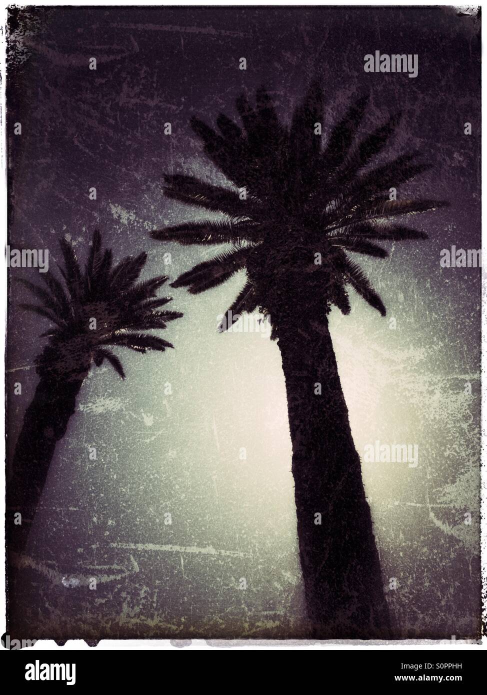 Palm trees, heavy use of filters Stock Photo - Alamy