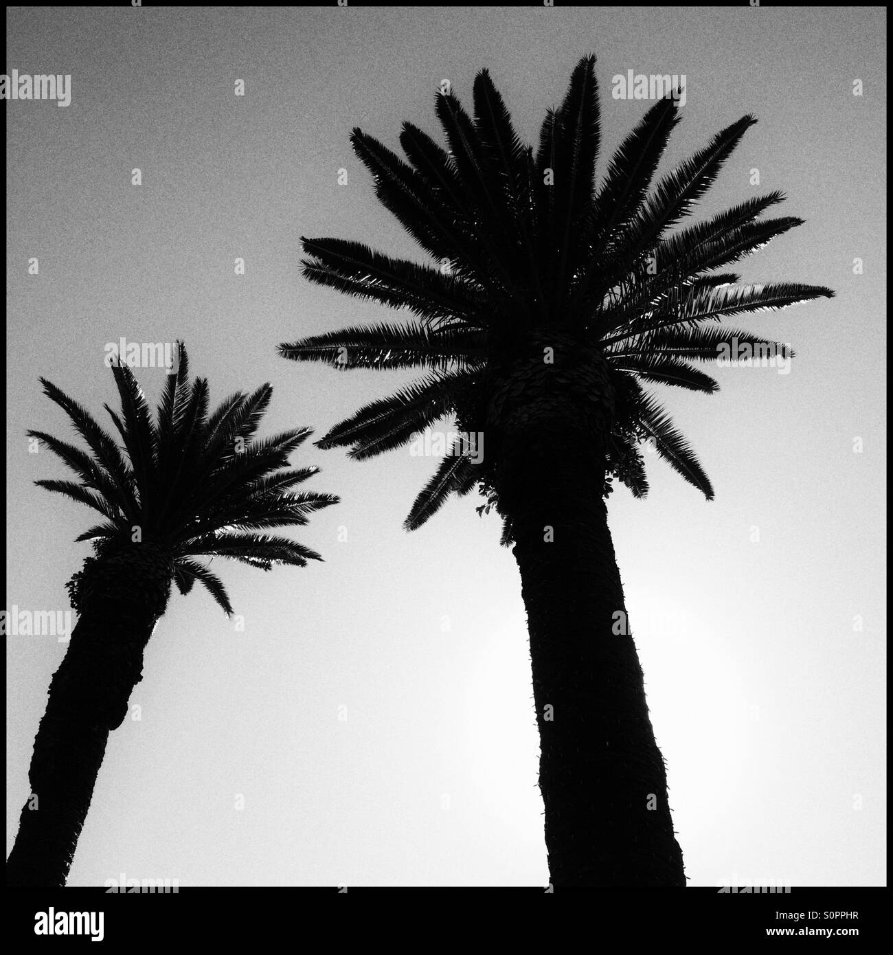 Two palm trees Stock Photo - Alamy