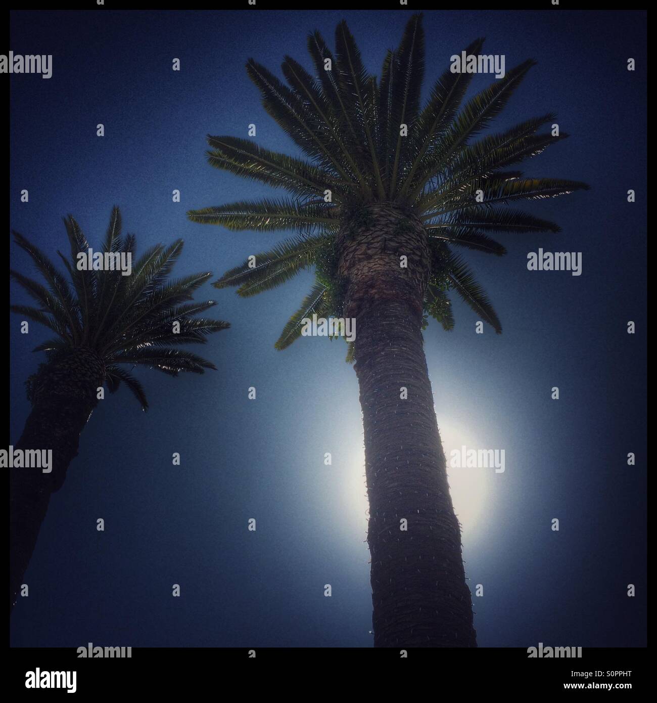 Sum behind palm tree Stock Photo - Alamy