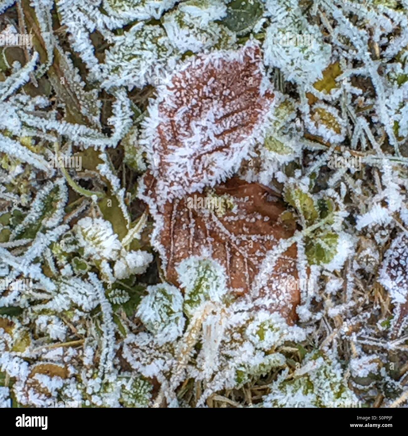 Two Frozen leaves Stock Photo - Alamy