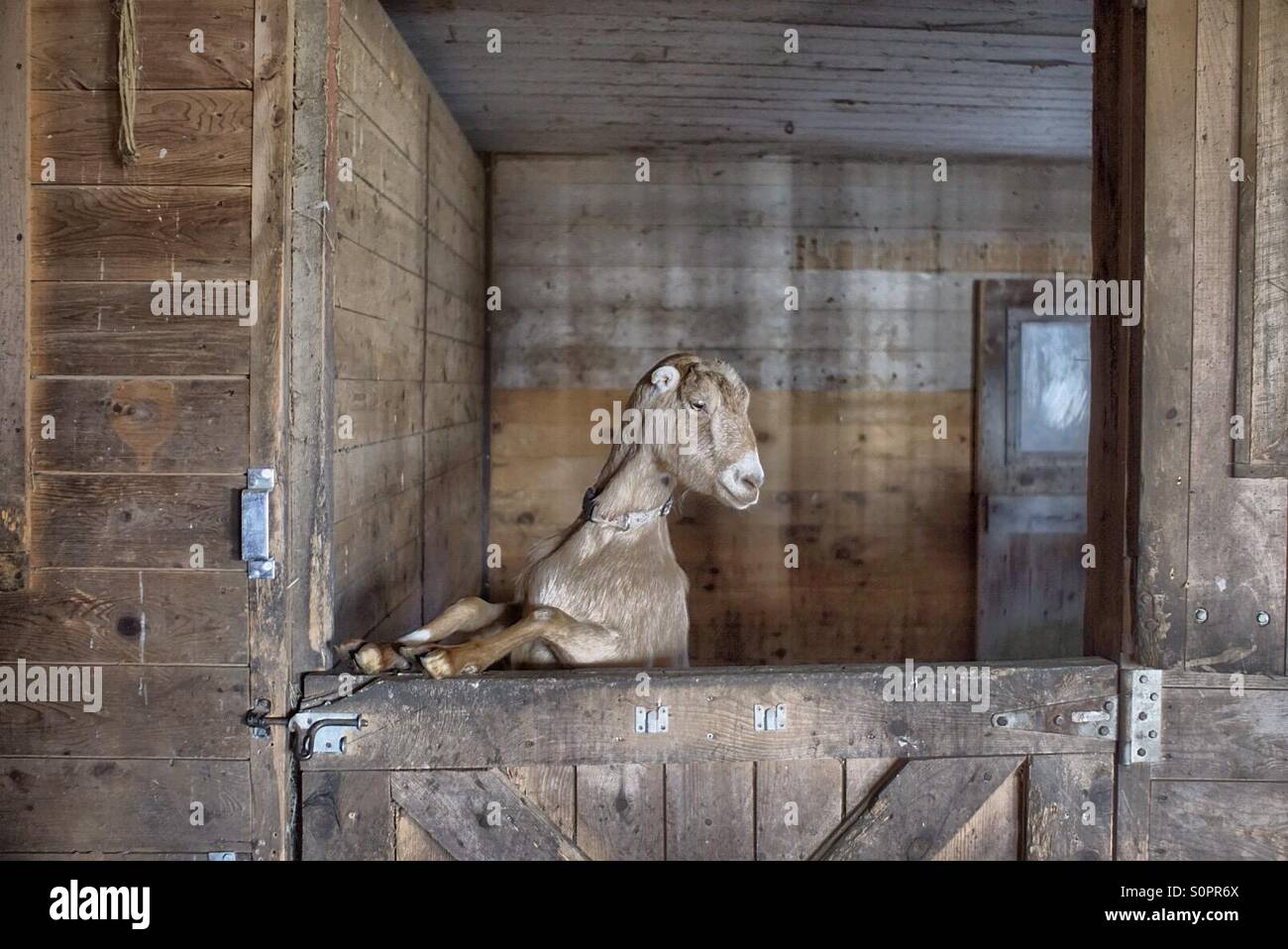 Rustic goat hi-res stock photography and images - Alamy