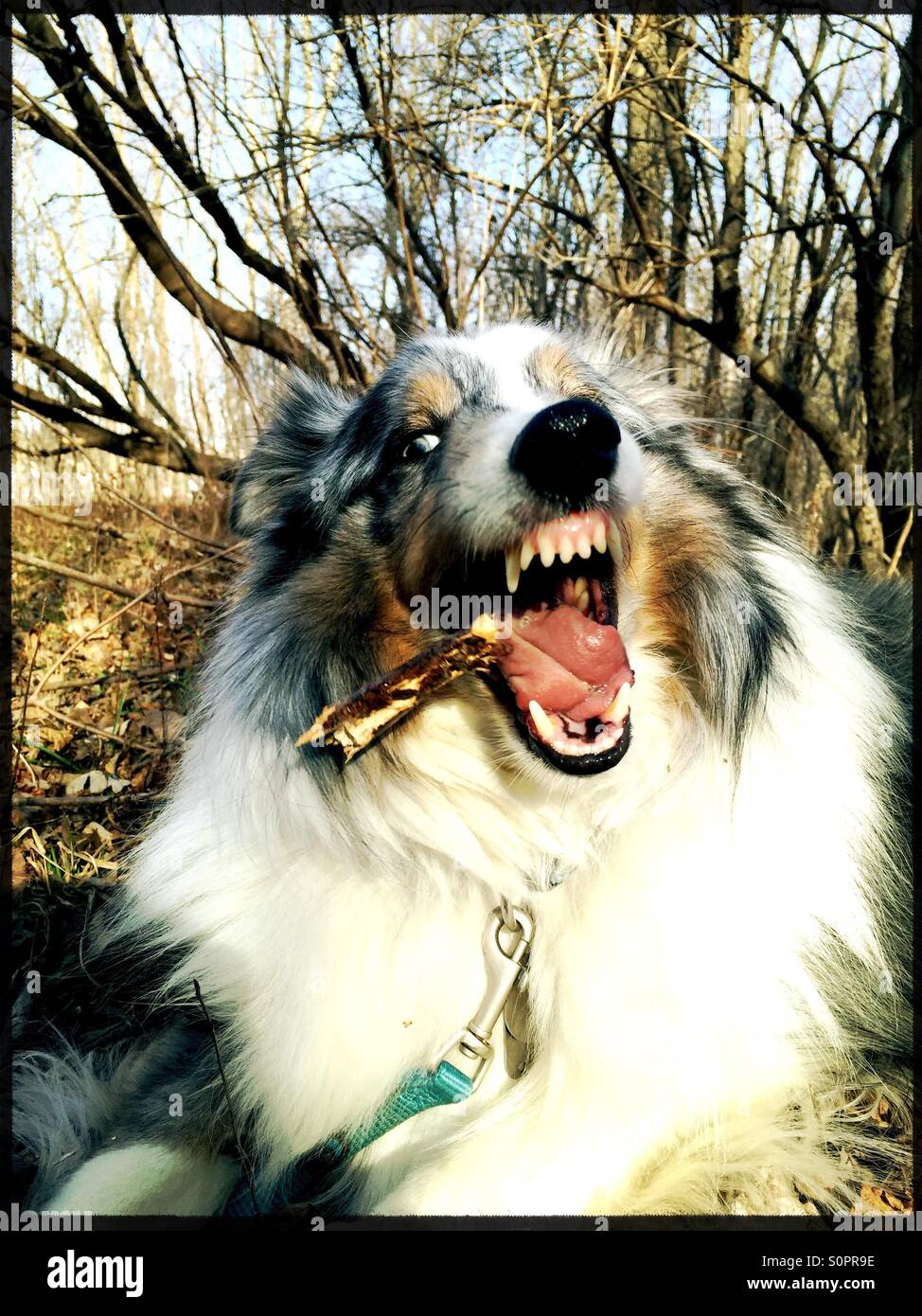Shetland sheepdog baring teeth Stock Photo - Alamy